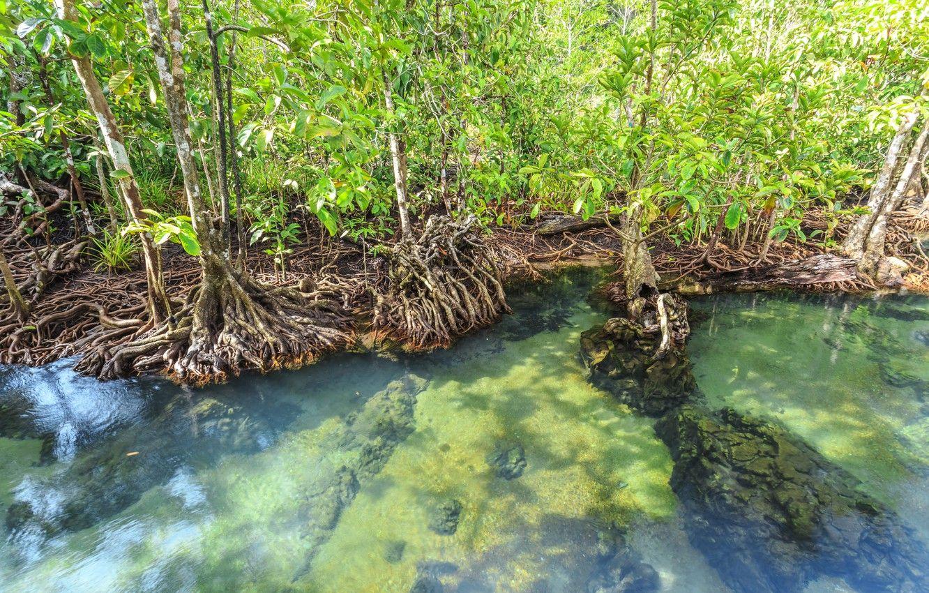 Mangrove Wallpapers - Top Free Mangrove Backgrounds - WallpaperAccess