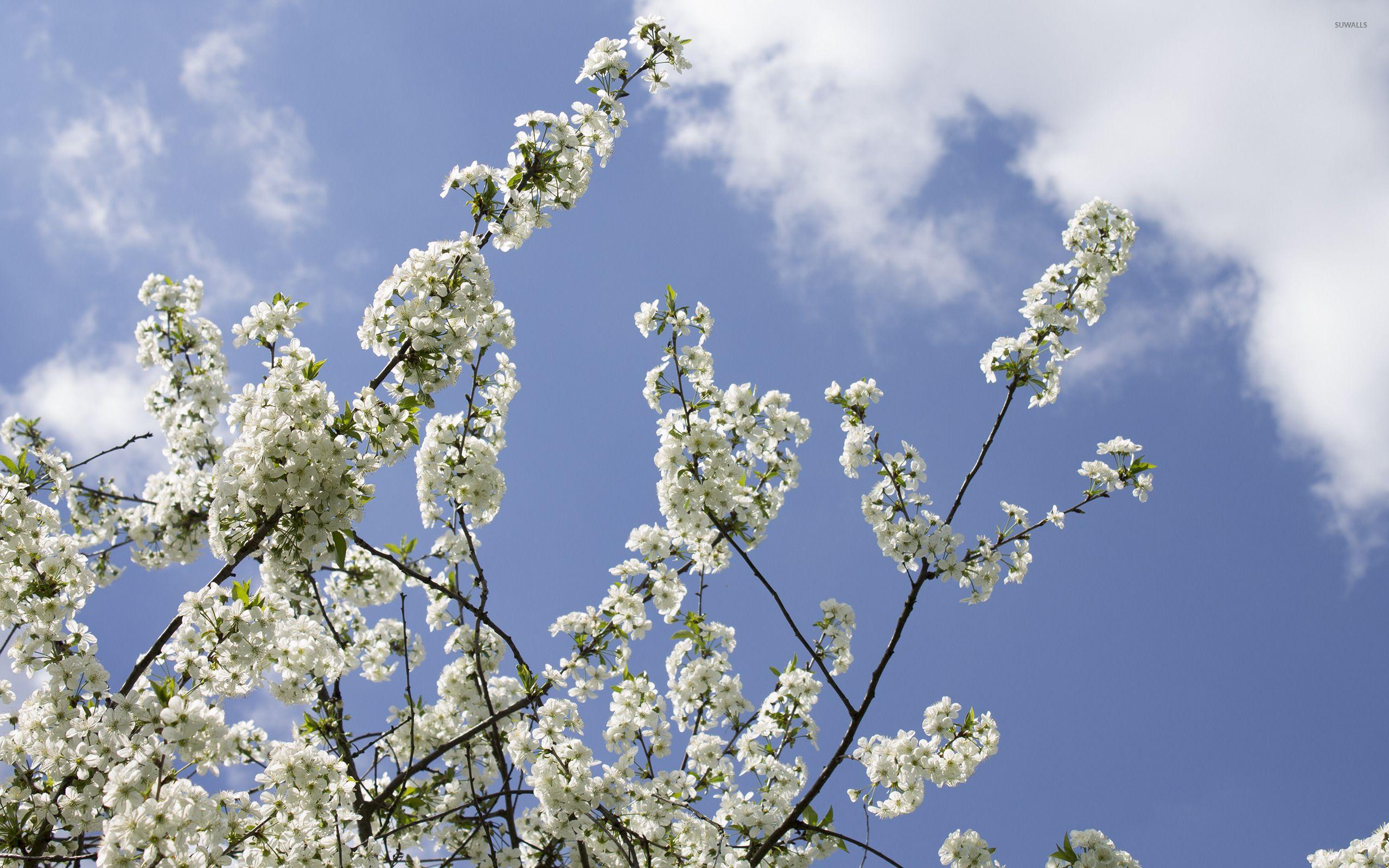 Apple Blossom Tree Wallpapers - Top Free Apple Blossom Tree Backgrounds ...
