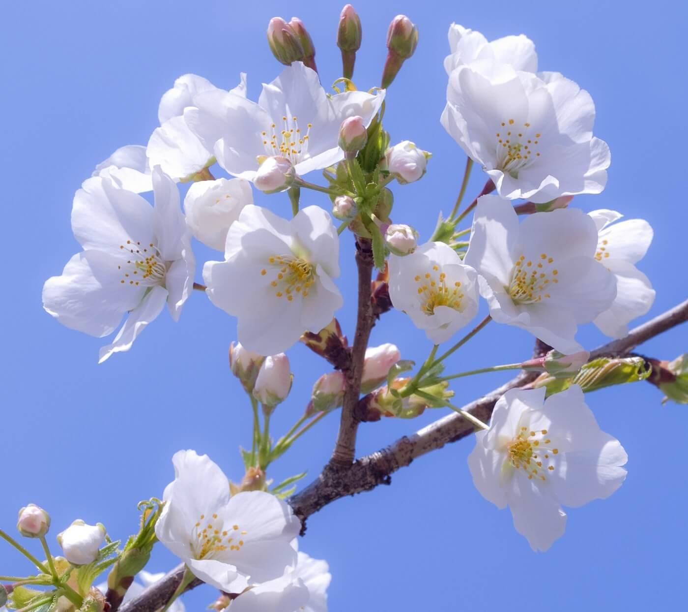 Apple Blossom Tree Wallpapers - Top Free Apple Blossom Tree Backgrounds ...