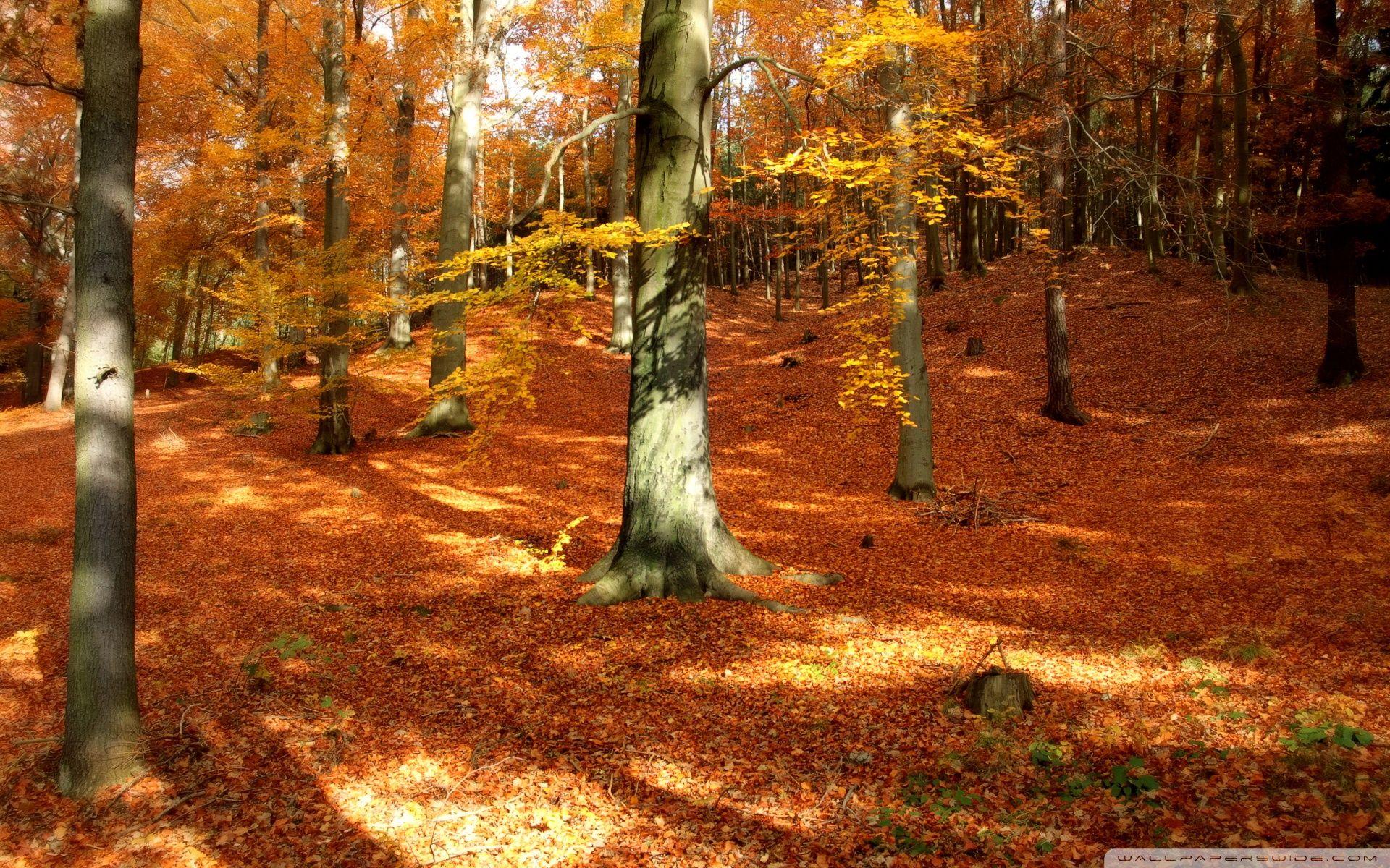 Autumn Forest Wallpapers - Top Free Autumn Forest Backgrounds ...