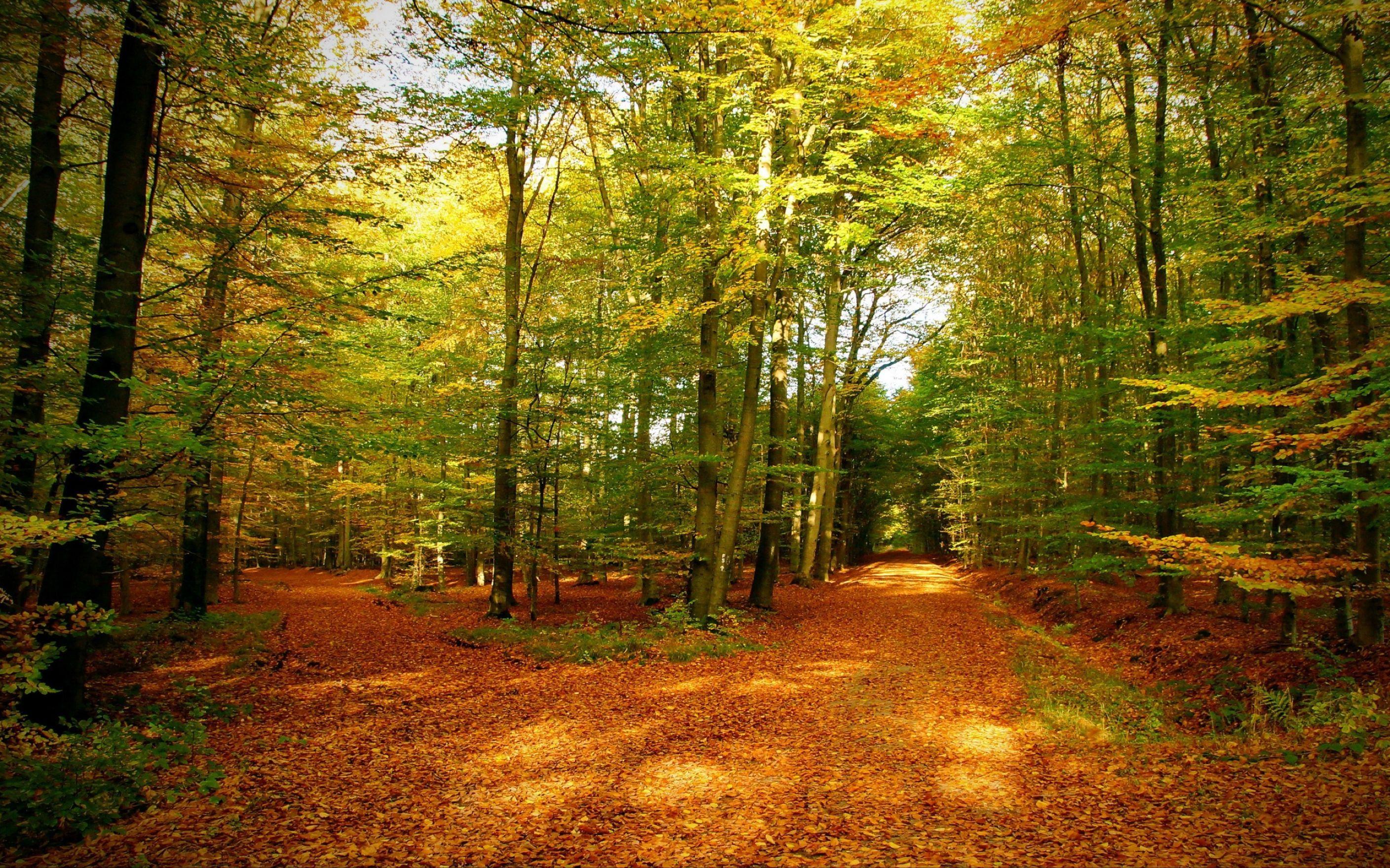 Autumn Forest Desktop Wallpapers - Top Free Autumn Forest Desktop ...