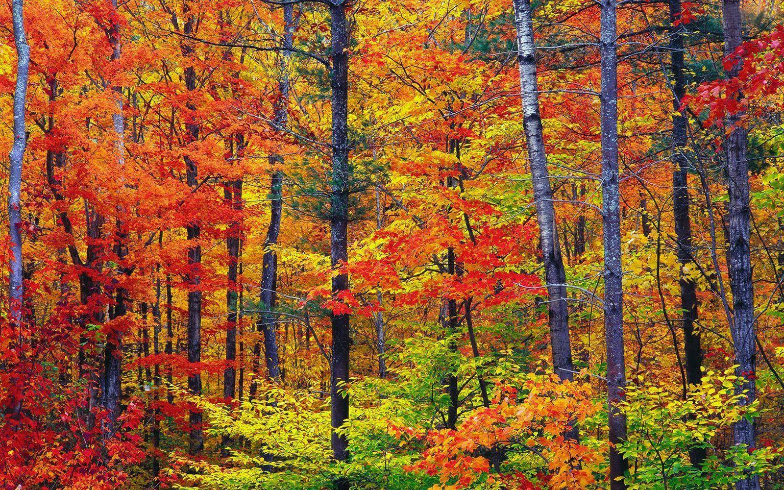 Autumn Forest Wallpapers - Top Free Autumn Forest Backgrounds ...