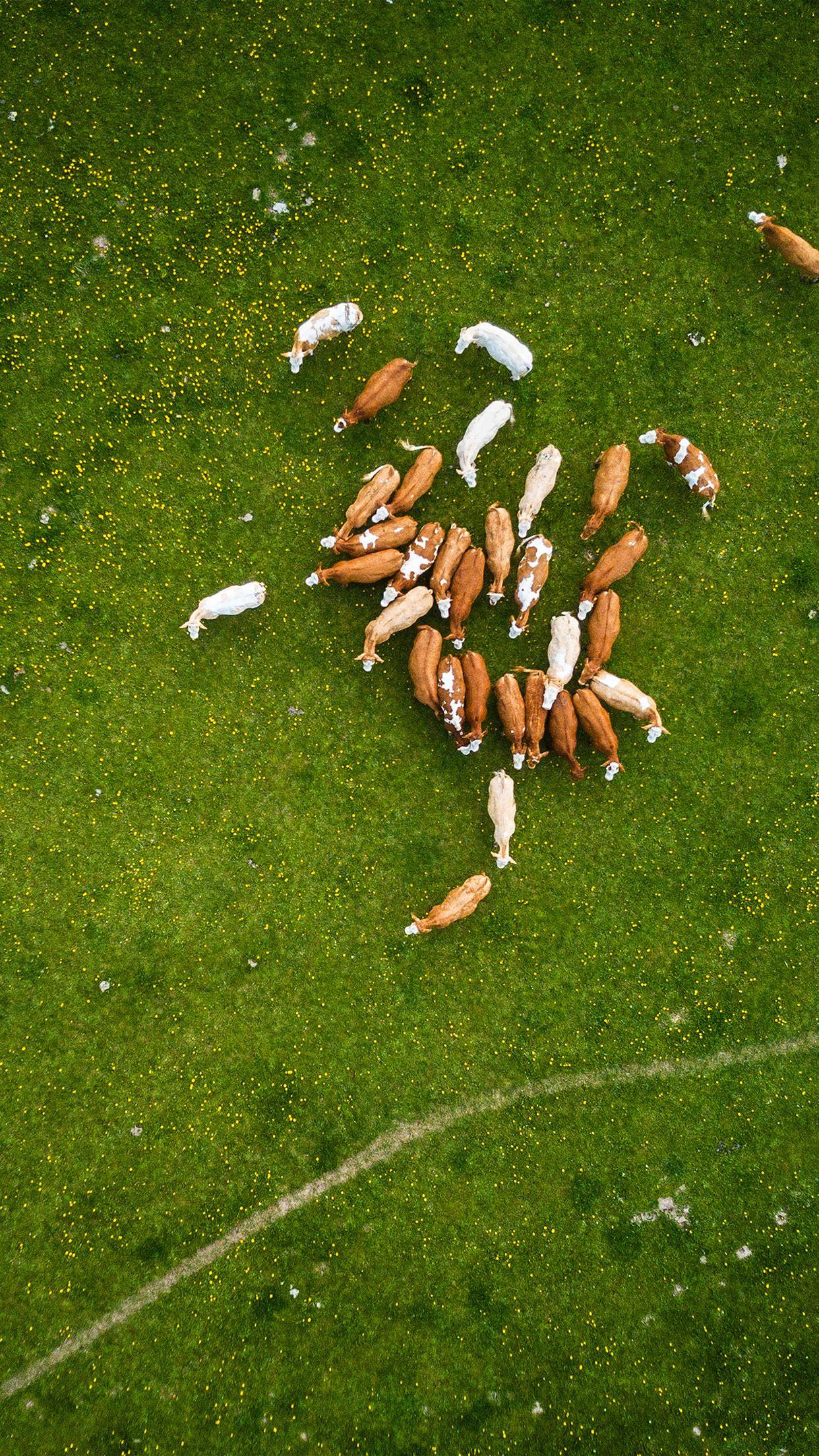 Cow Farm Wallpapers - Top Free Cow Farm Backgrounds - WallpaperAccess