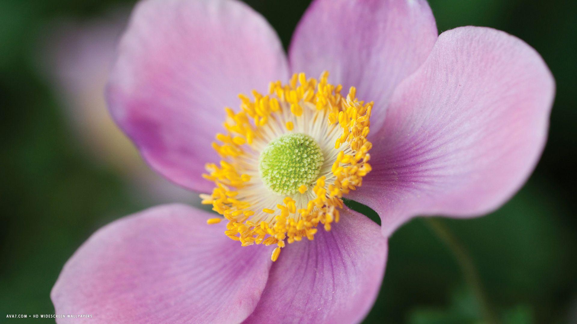 Anemone Wallpapers - Top Free Anemone Backgrounds - WallpaperAccess