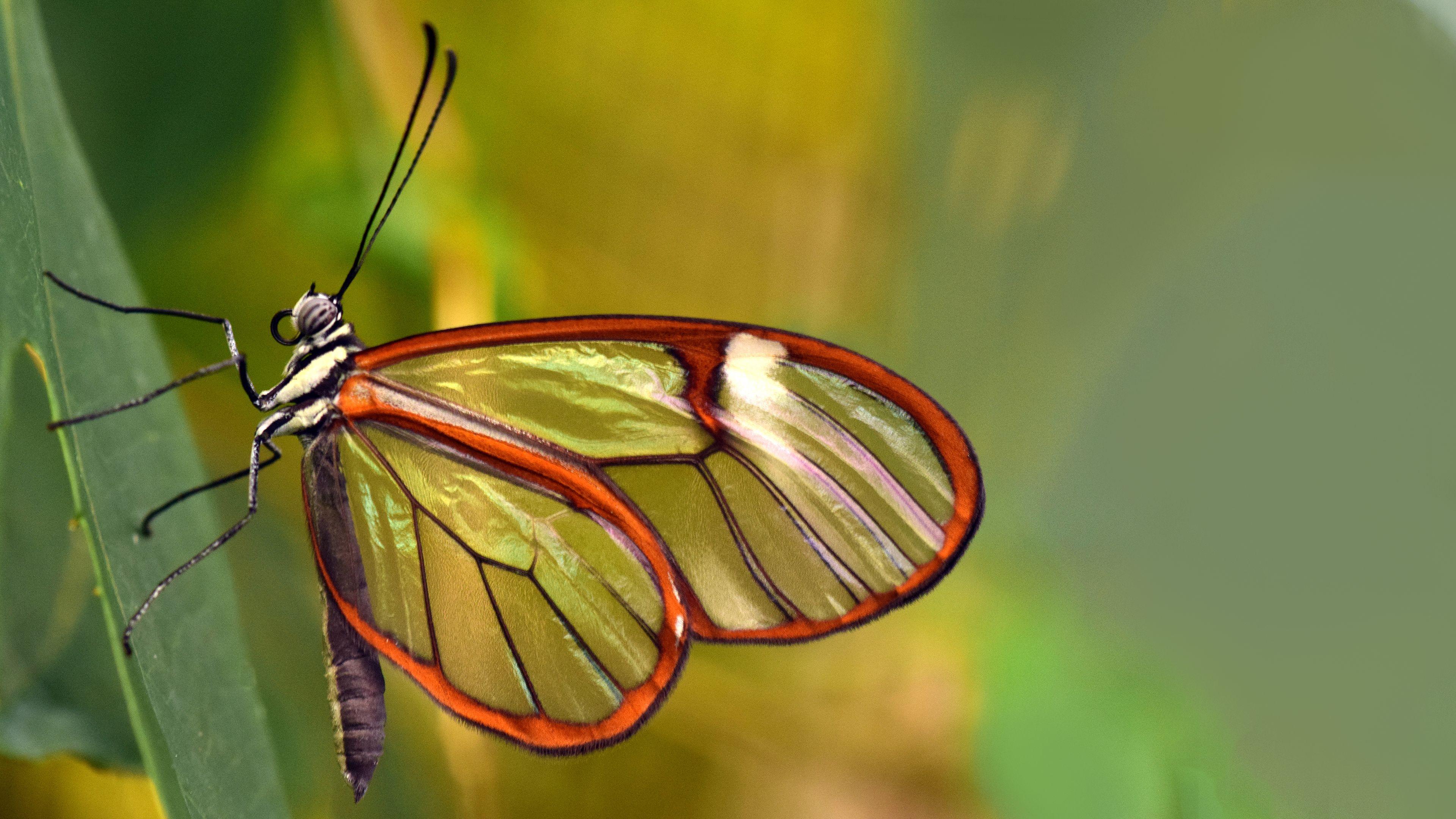 Butterfly 4K HD Wallpapers - Top Free Butterfly 4K HD Backgrounds ...