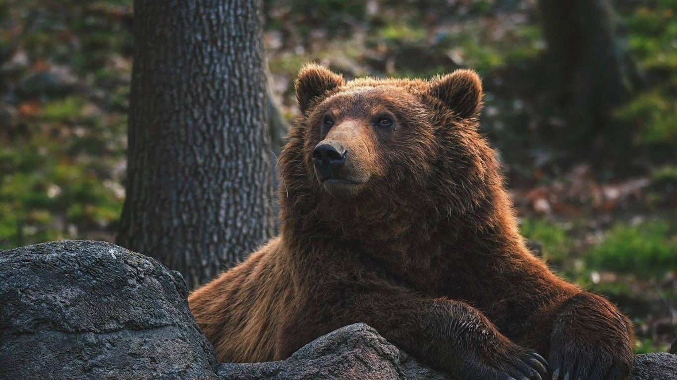 Bear Laptop Wallpapers - Top Free Bear Laptop Backgrounds - WallpaperAccess