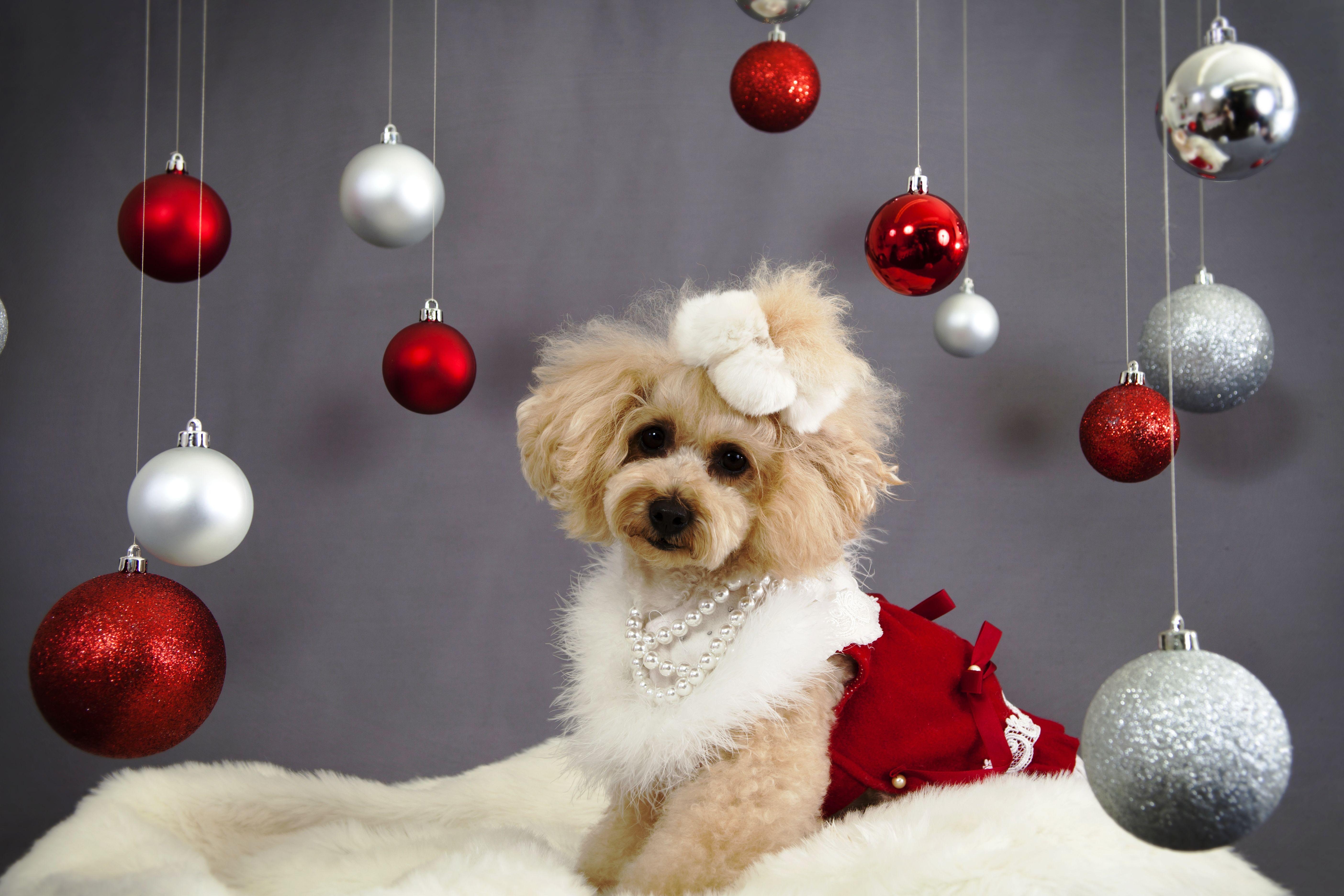 Merry Christmas Dog Wallpapers - Top Free Merry Christmas Dog ...