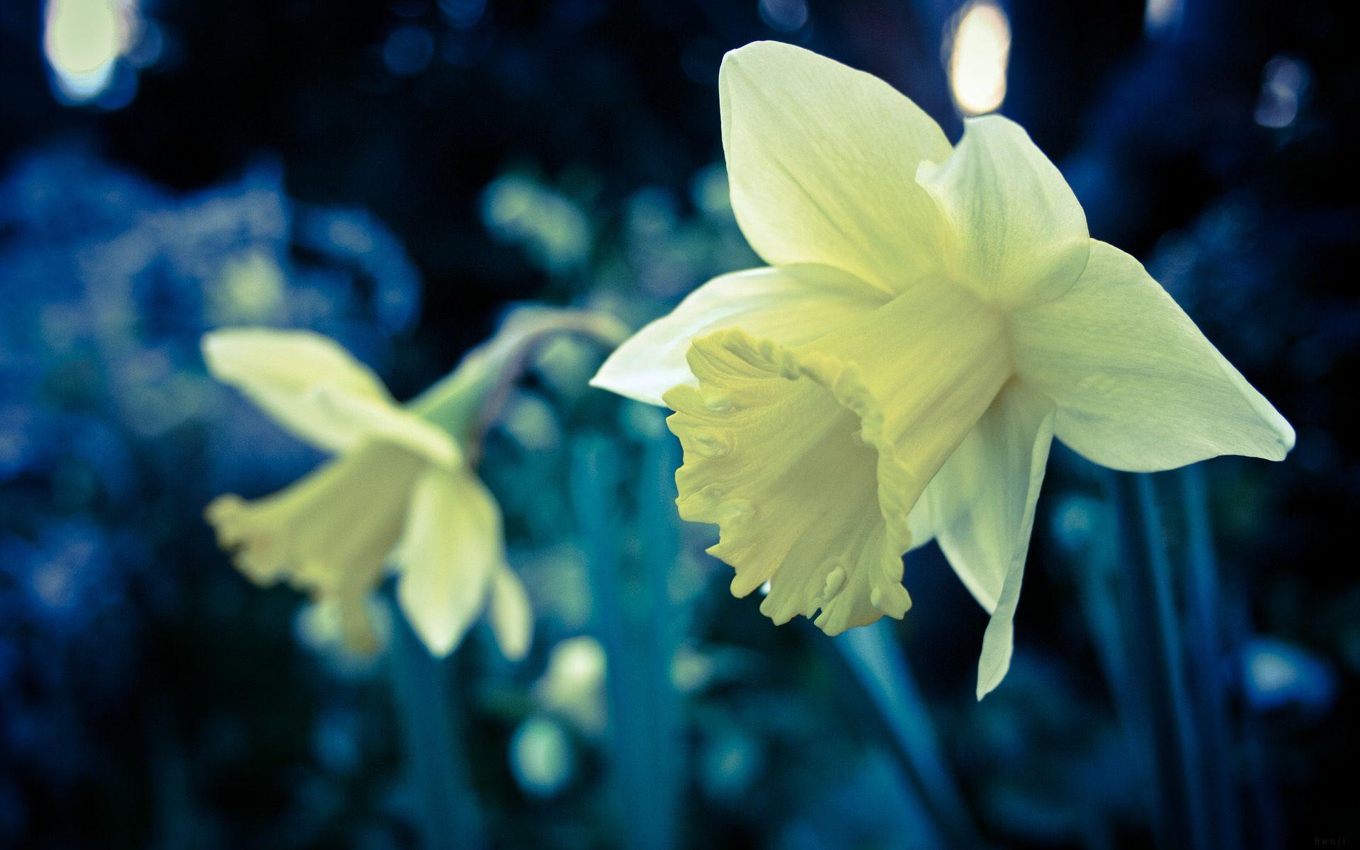 Daffodil Wallpapers - Top Free Daffodil Backgrounds - WallpaperAccess