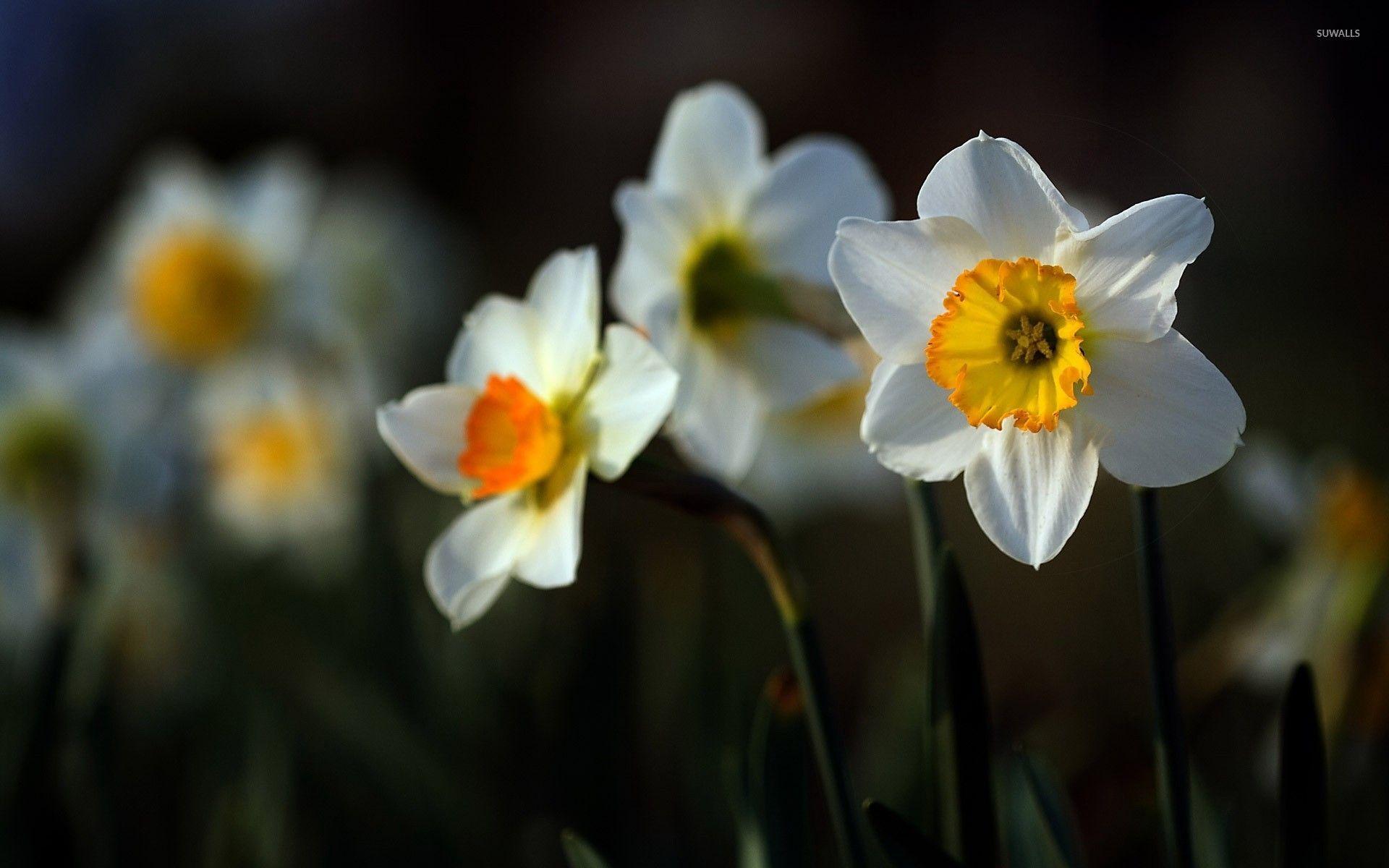 Daffodil Wallpapers - Top Free Daffodil Backgrounds - WallpaperAccess
