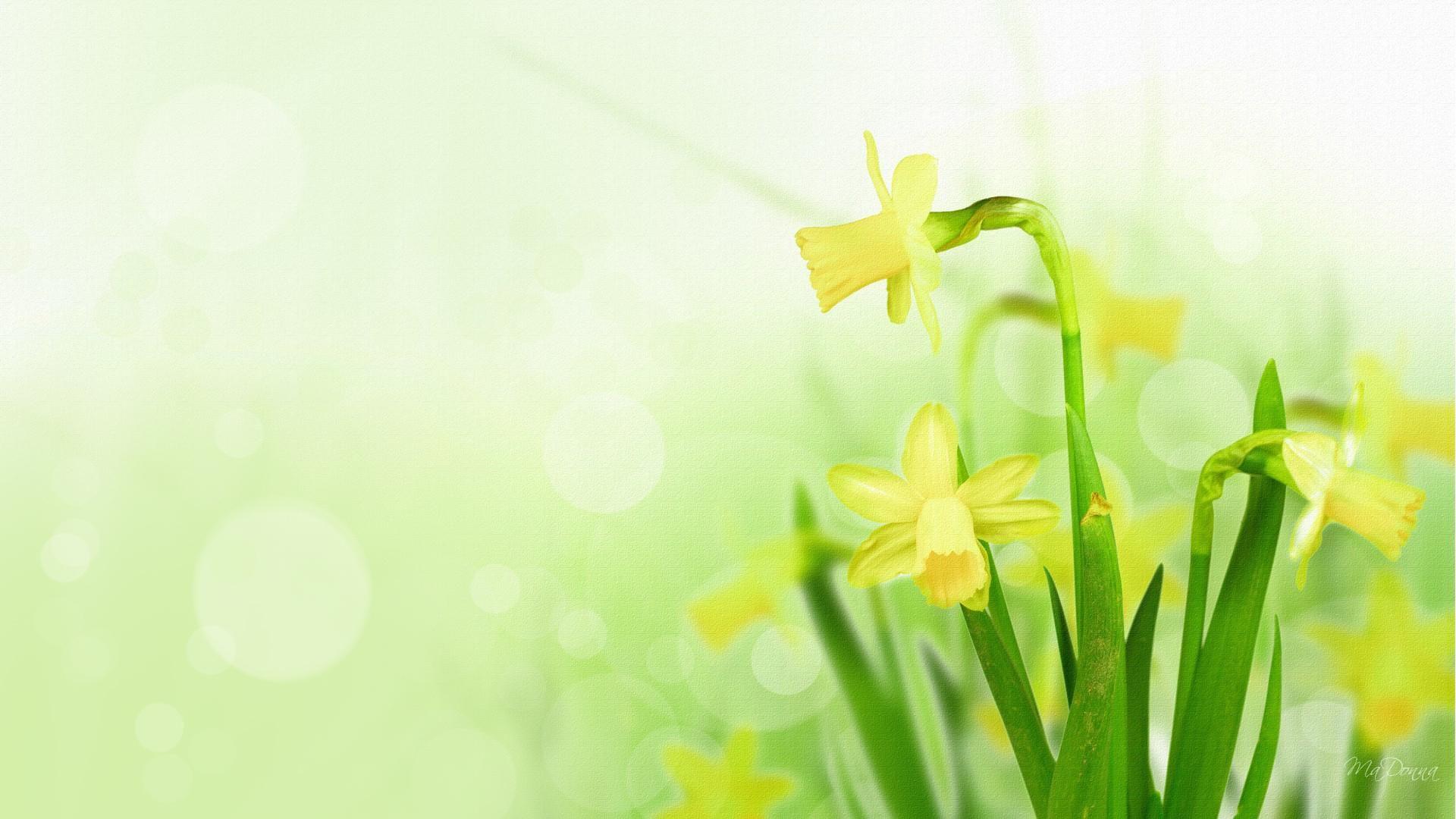 Daffodils Wallpapers - Top Free Daffodils Backgrounds - WallpaperAccess