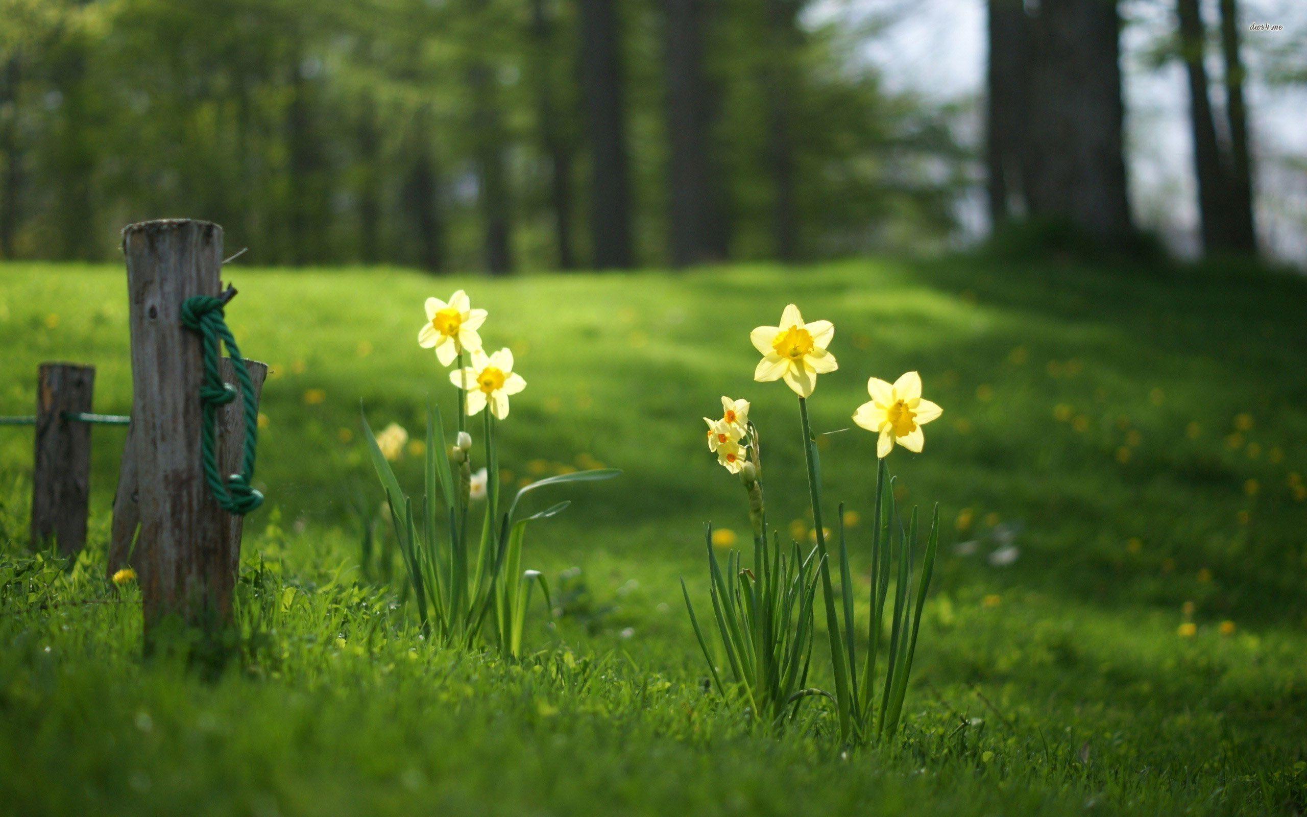 Daffodil Wallpapers - Top Free Daffodil Backgrounds - WallpaperAccess