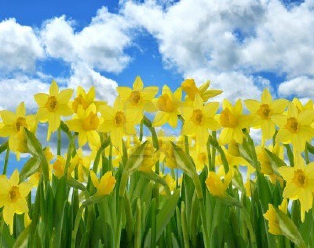 Daffodil Wallpapers - Top Free Daffodil Backgrounds - WallpaperAccess