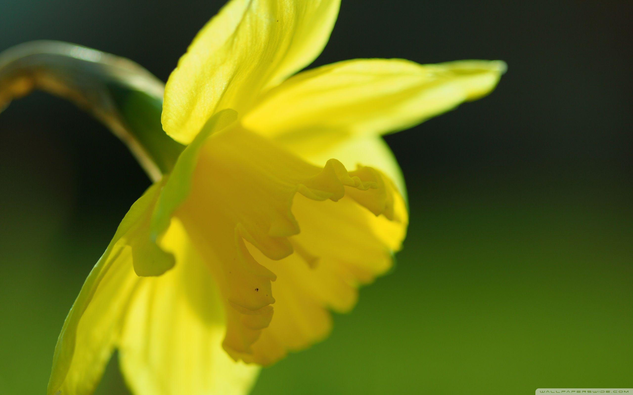 Daffodil Wallpapers - Top Free Daffodil Backgrounds - WallpaperAccess