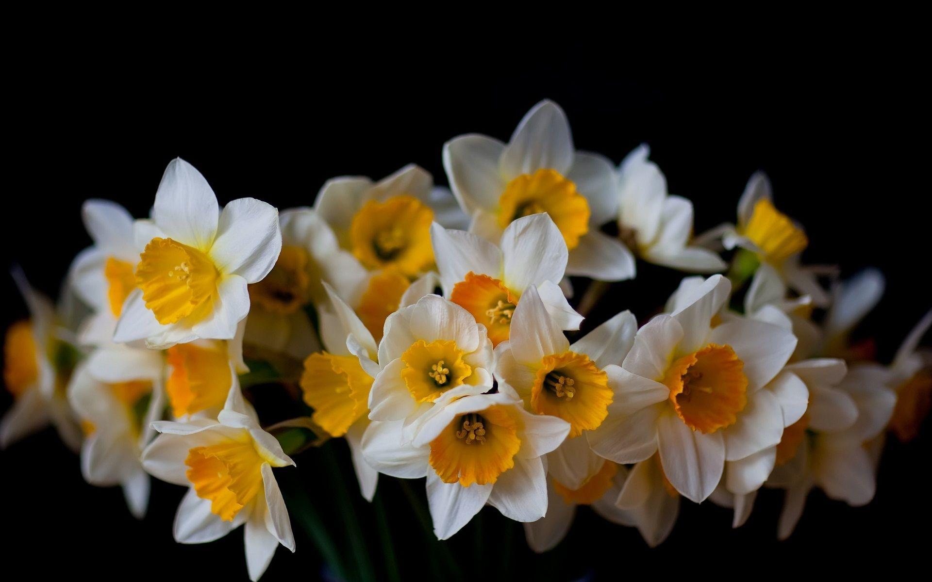 Daffodil Wallpapers - Top Free Daffodil Backgrounds - WallpaperAccess