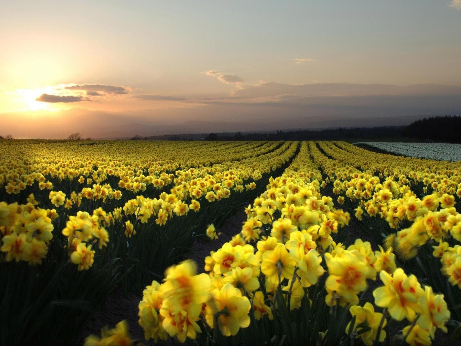 Daffodil Wallpapers - Top Free Daffodil Backgrounds - WallpaperAccess