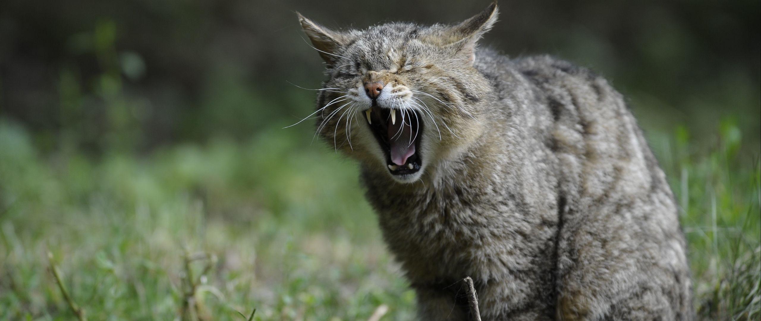 Screaming Wallpapers - Top Free Screaming Backgrounds - WallpaperAccess