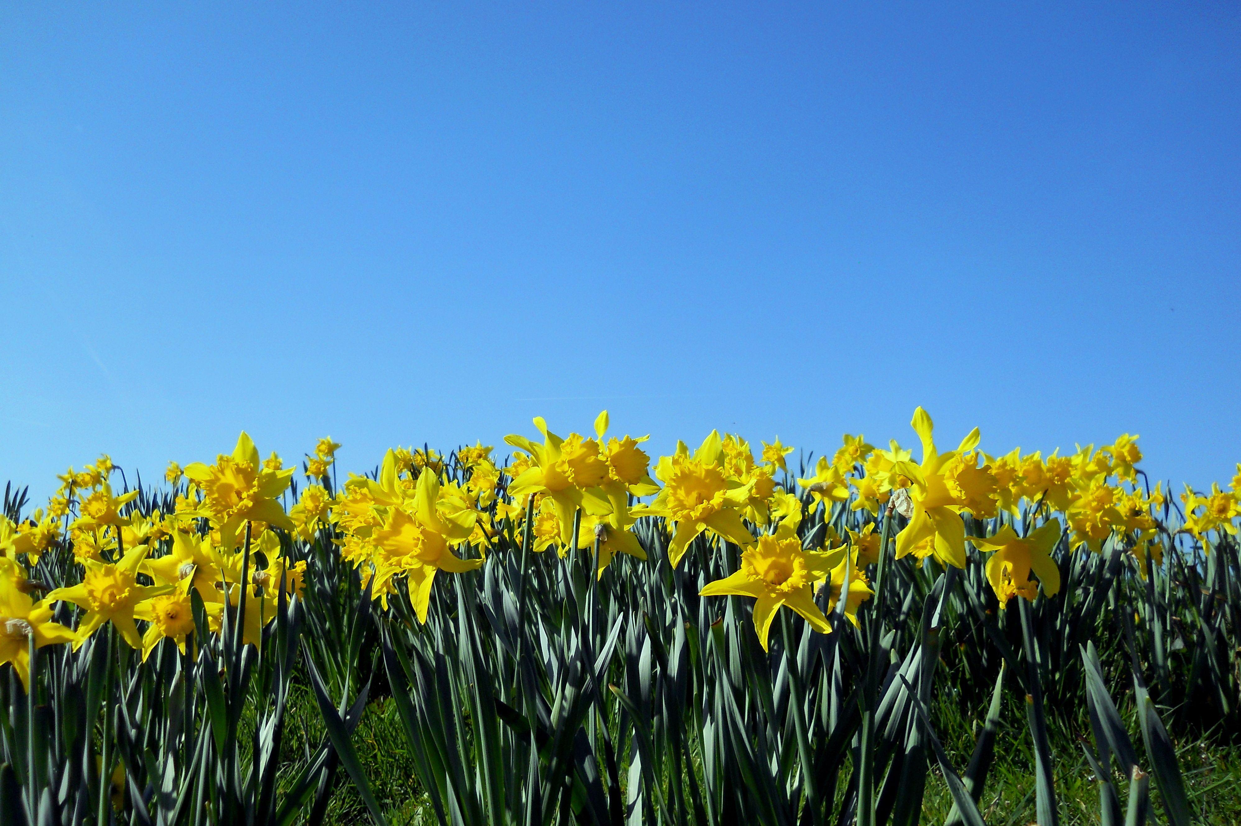 Daffodil Wallpapers - Top Free Daffodil Backgrounds - WallpaperAccess
