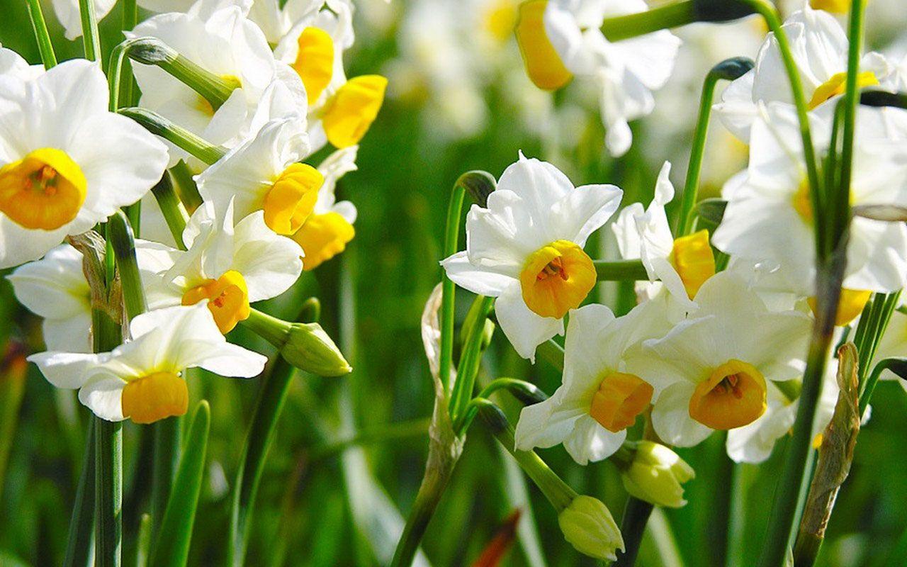 Daffodil Wallpapers - Top Free Daffodil Backgrounds - WallpaperAccess
