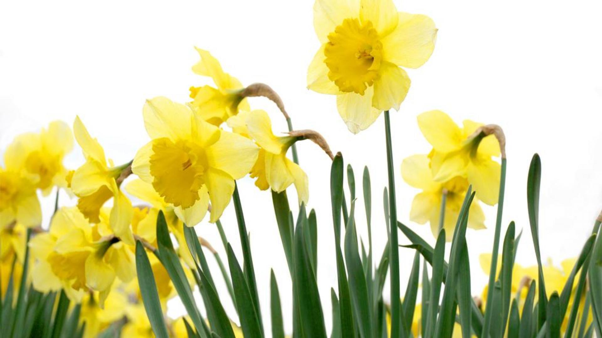 Daffodil Wallpapers - Top Free Daffodil Backgrounds - WallpaperAccess