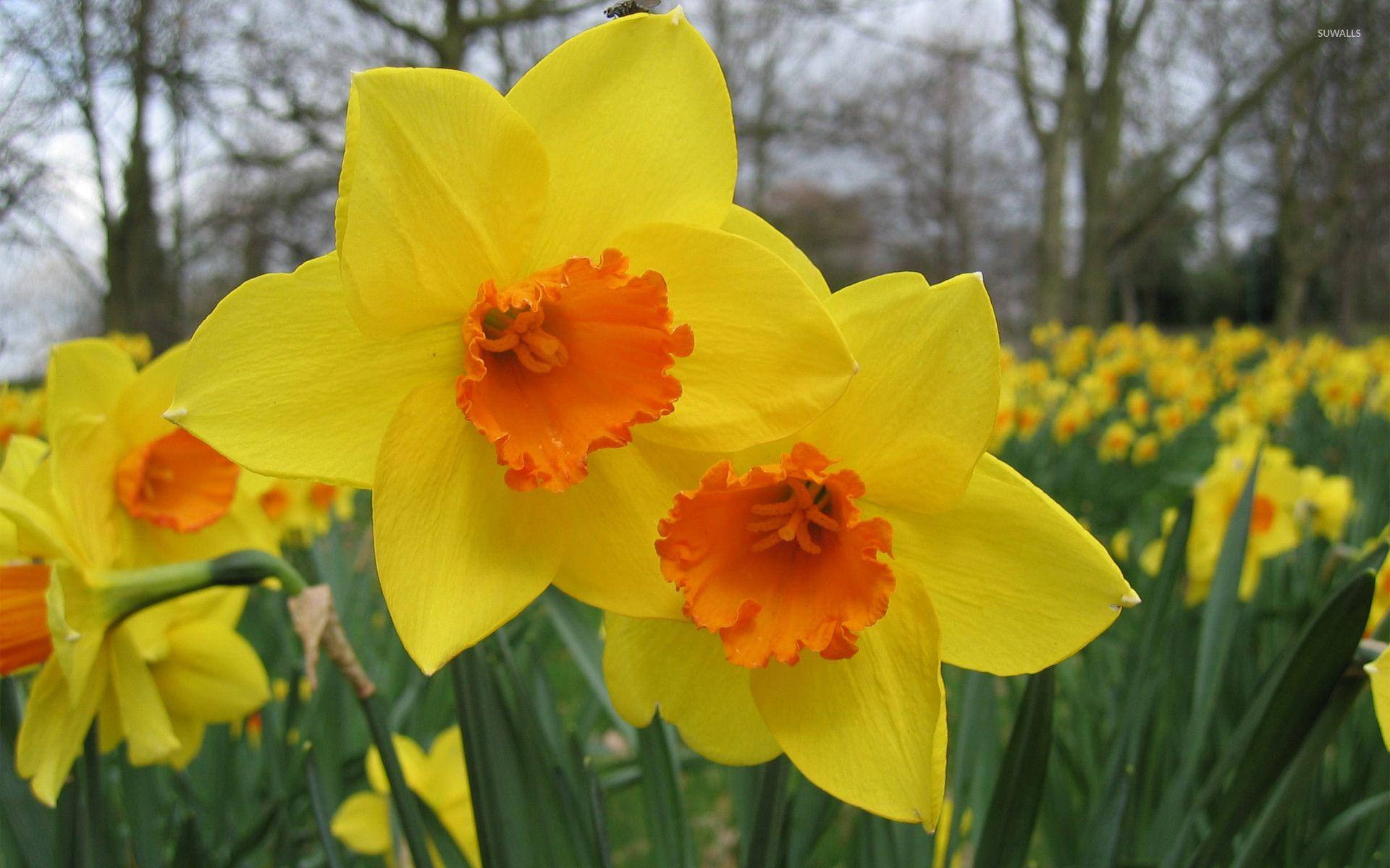 Daffodil Wallpapers - Top Free Daffodil Backgrounds - WallpaperAccess