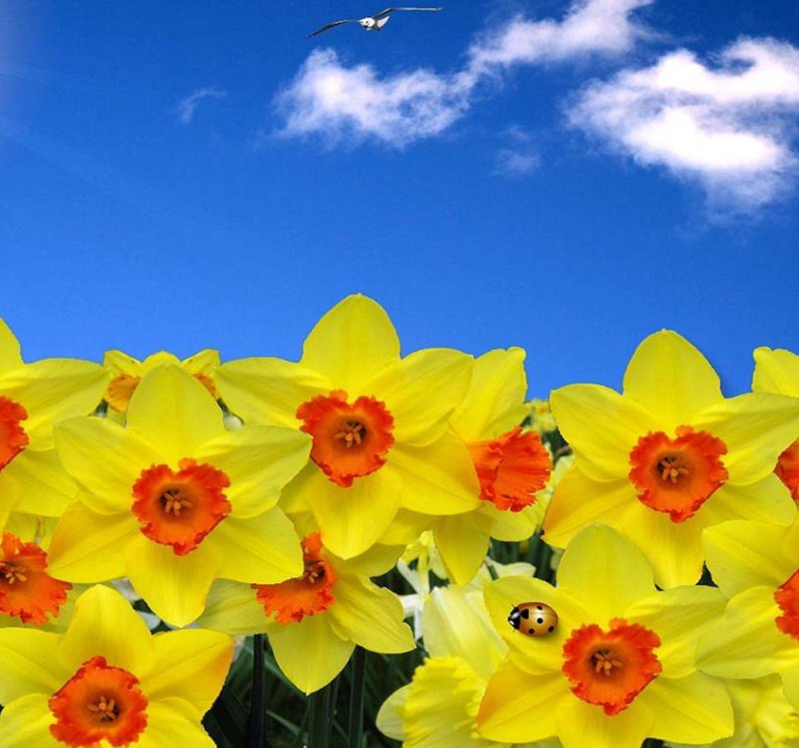 Daffodil Wallpapers - Top Free Daffodil Backgrounds - WallpaperAccess