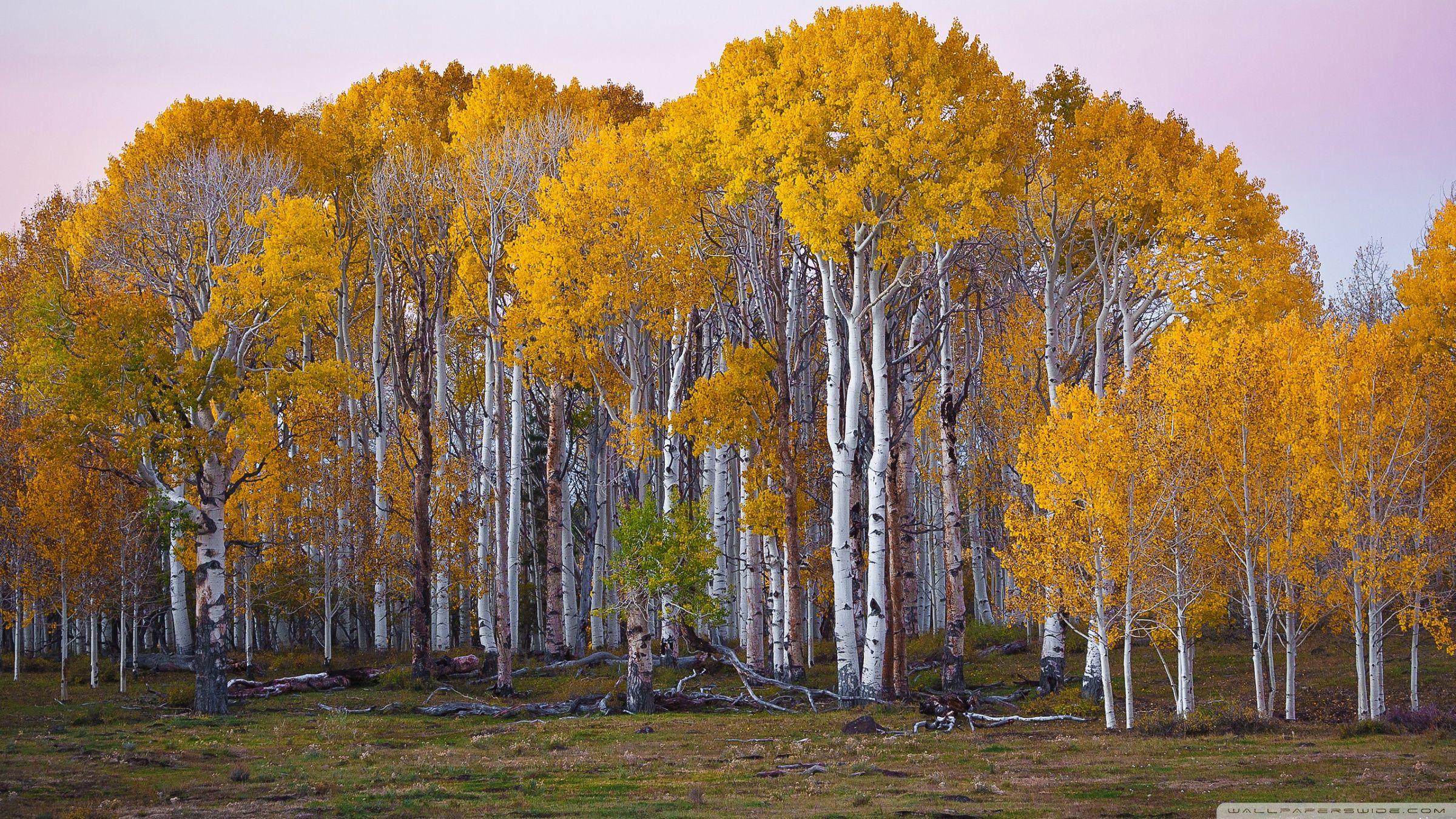 Yellow Tree Wallpapers - Top Free Yellow Tree Backgrounds - WallpaperAccess