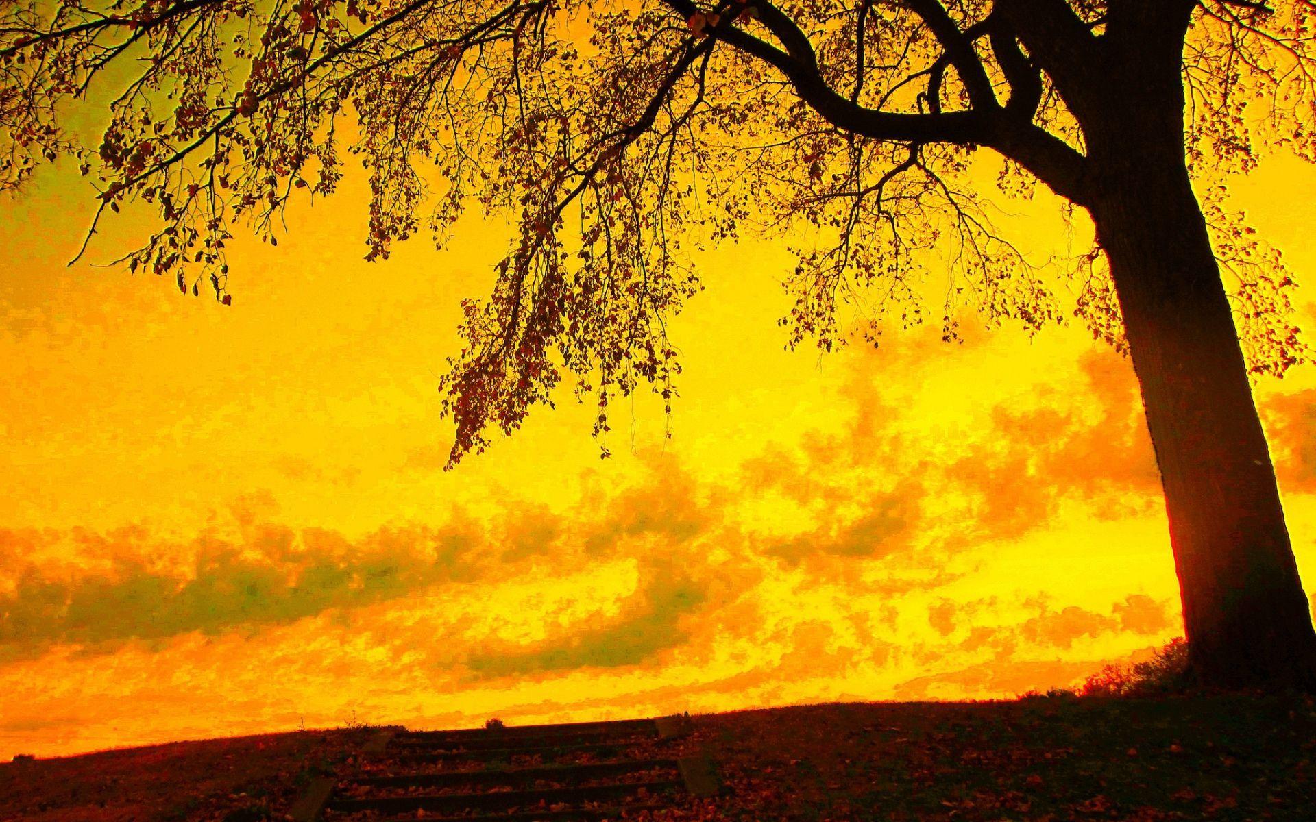 Yellow Tree Wallpapers - Top Free Yellow Tree Backgrounds - WallpaperAccess