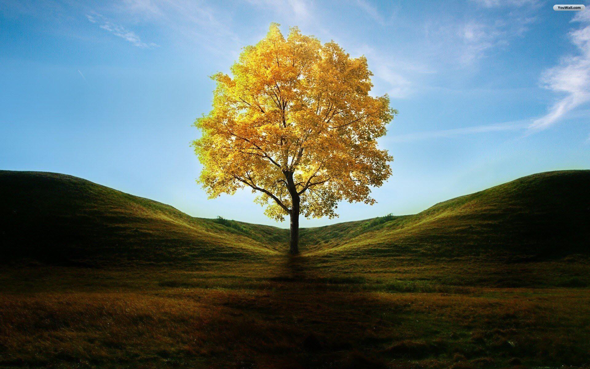 Yellow Tree Wallpapers - Top Free Yellow Tree Backgrounds - WallpaperAccess