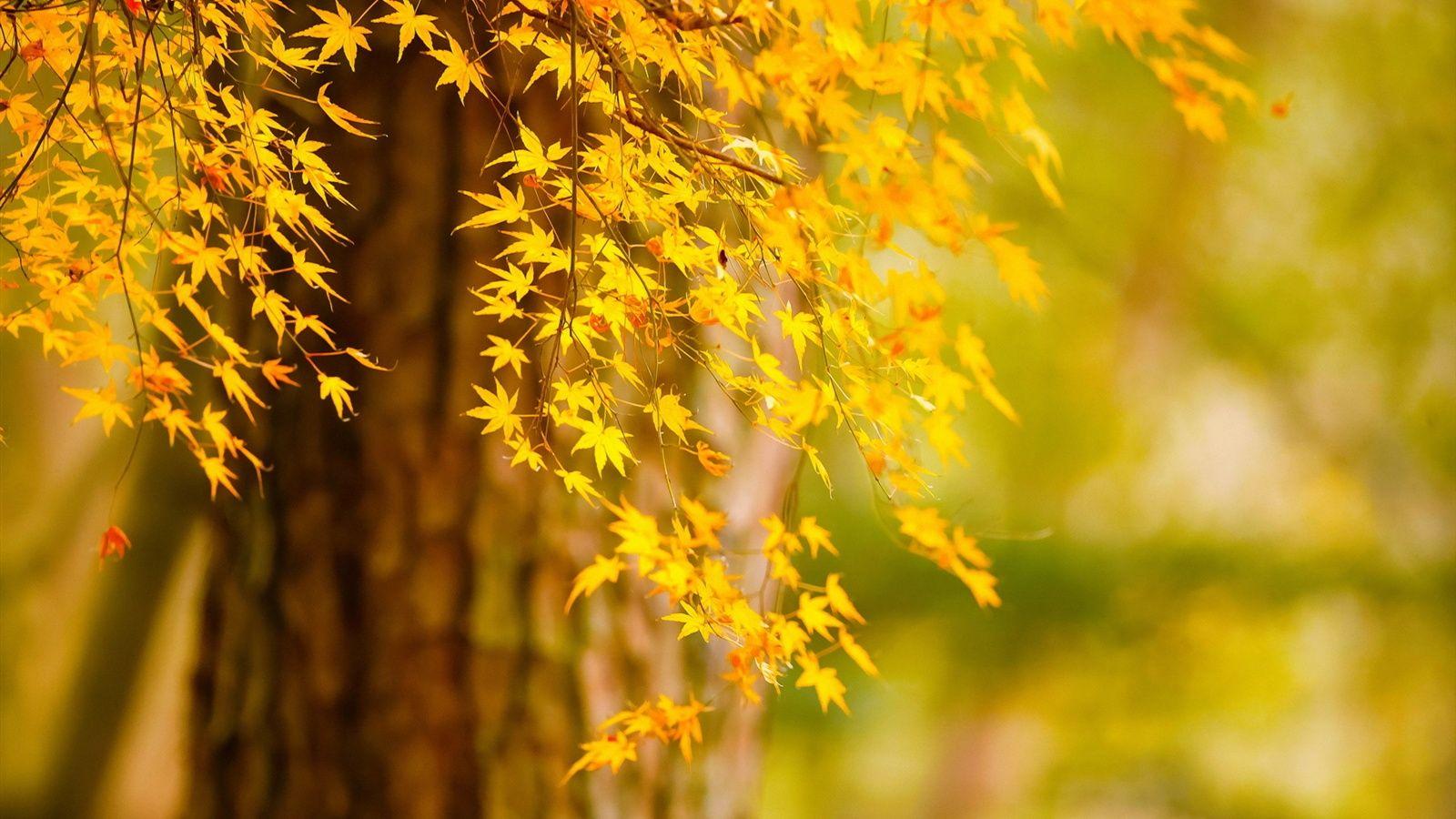 Yellow Tree Wallpapers - Top Free Yellow Tree Backgrounds - WallpaperAccess