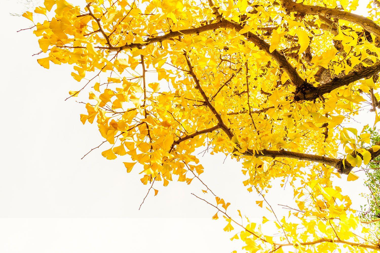 Yellow Tree Wallpapers - Top Free Yellow Tree Backgrounds - WallpaperAccess
