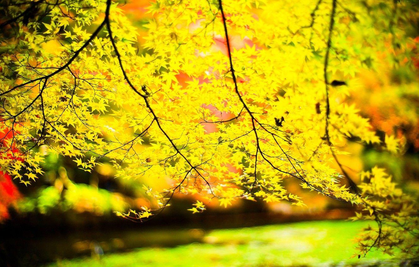 Yellow Tree Wallpapers - Top Free Yellow Tree Backgrounds - WallpaperAccess