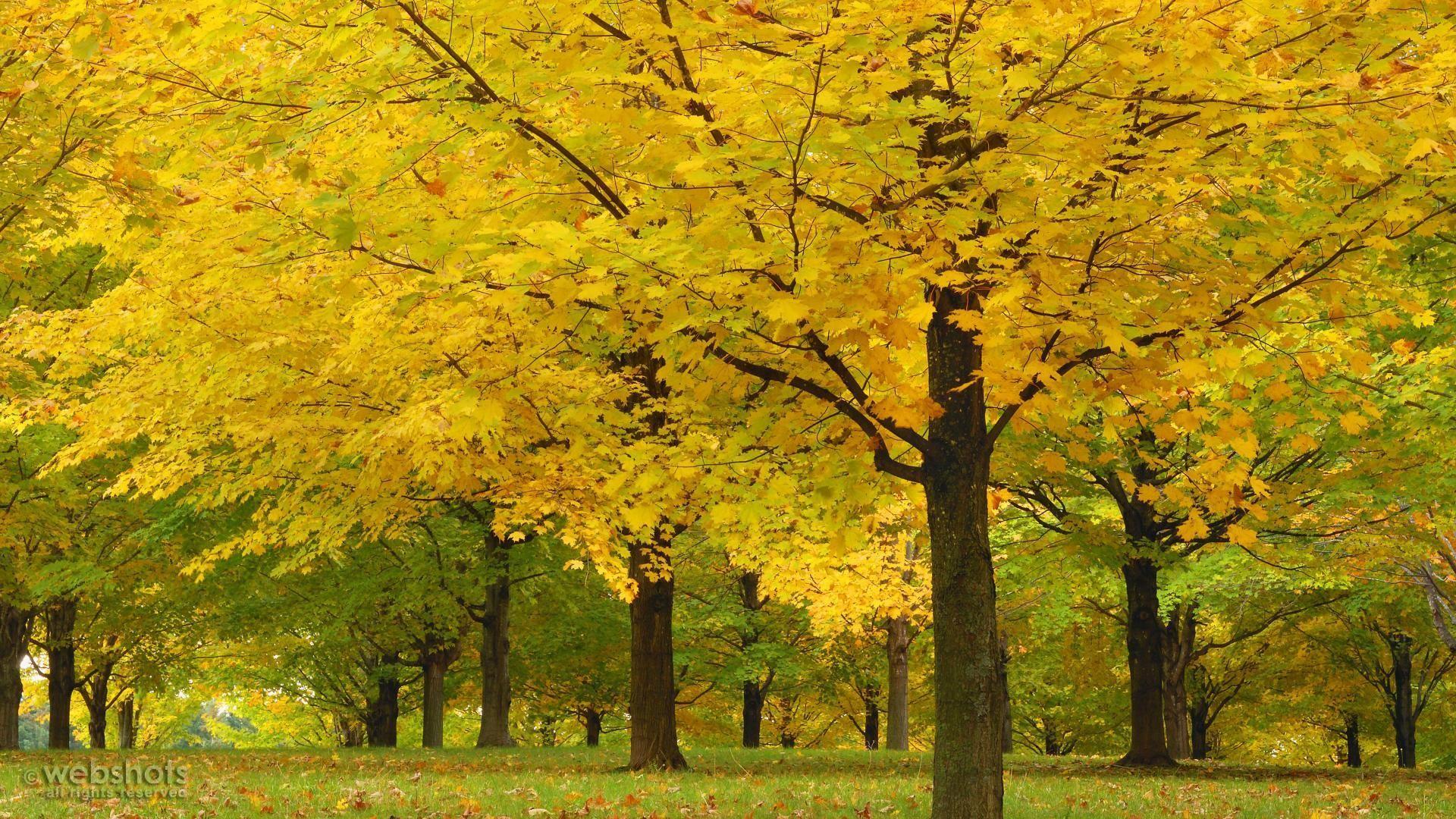 Yellow Tree Wallpapers - Top Free Yellow Tree Backgrounds - WallpaperAccess