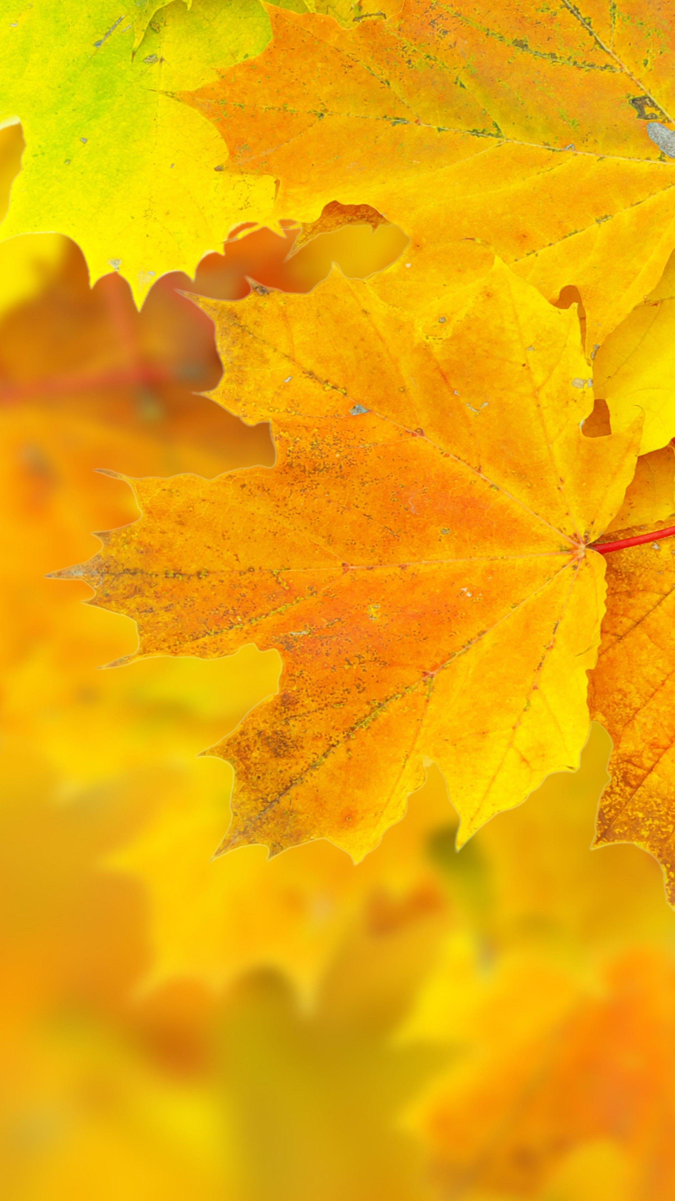Yellow Tree Wallpapers - Top Free Yellow Tree Backgrounds - WallpaperAccess