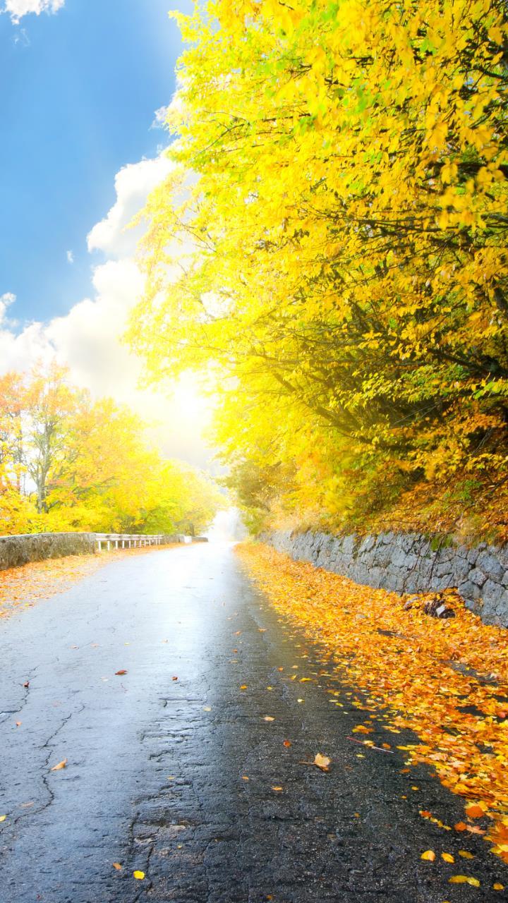 Beautiful Yellow Nature Wallpapers - Top Free Beautiful Yellow Nature ...