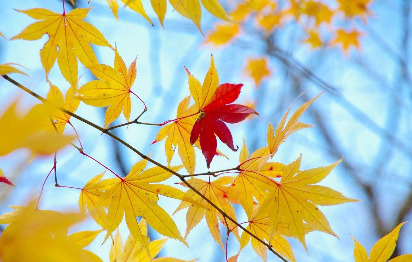 Yellow Leaves Wallpapers - Top Free Yellow Leaves Backgrounds ...
