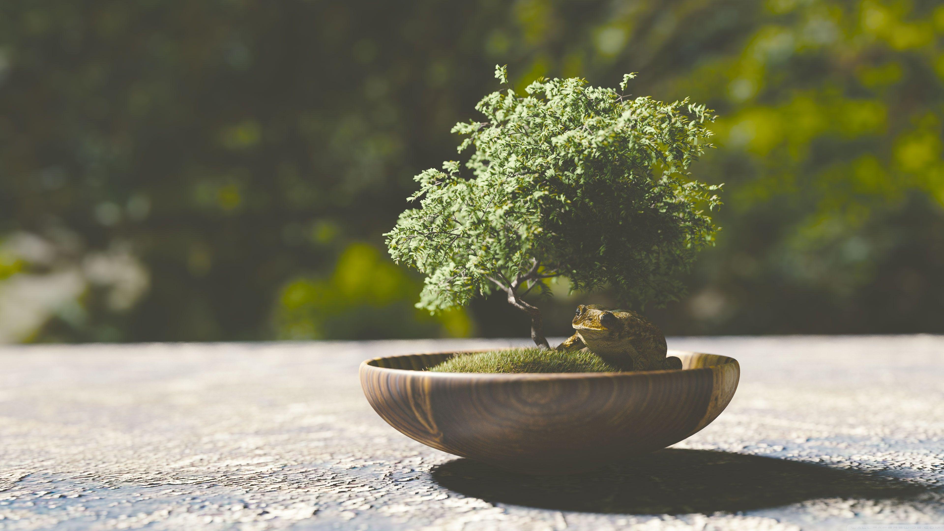 Bonsai Desktop Wallpapers - Top Free Bonsai Desktop Backgrounds ...