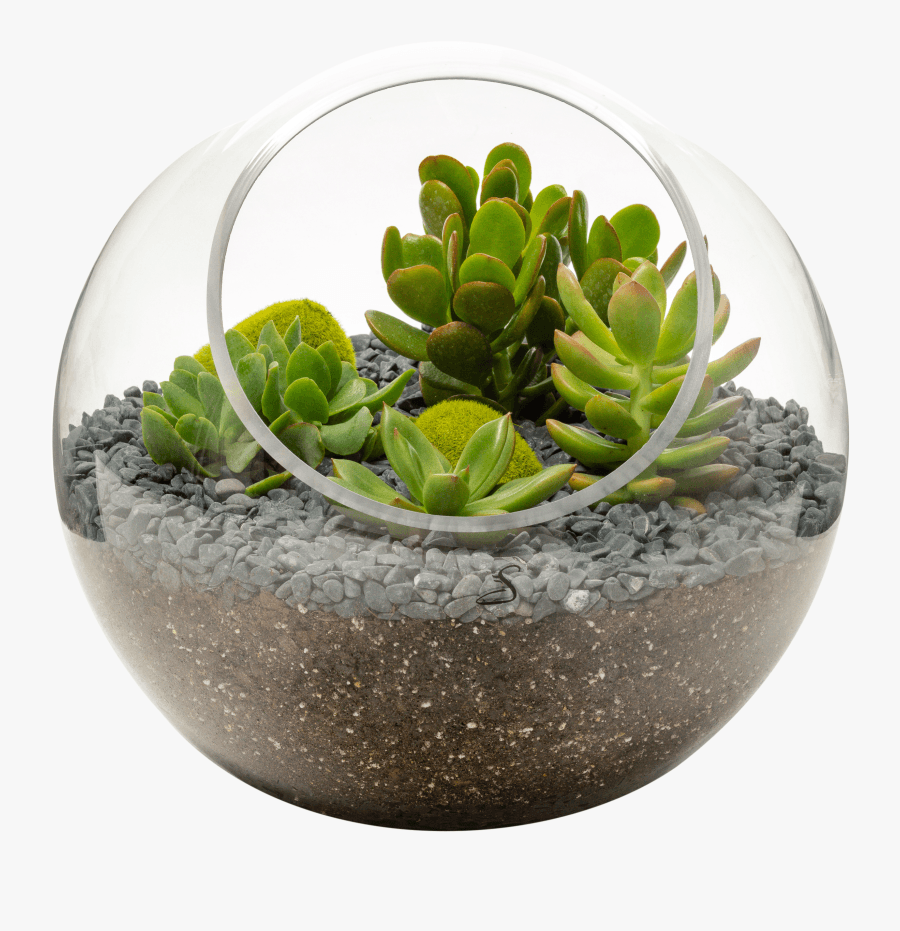 Terrarium Wallpapers - Top Free Terrarium Backgrounds - WallpaperAccess