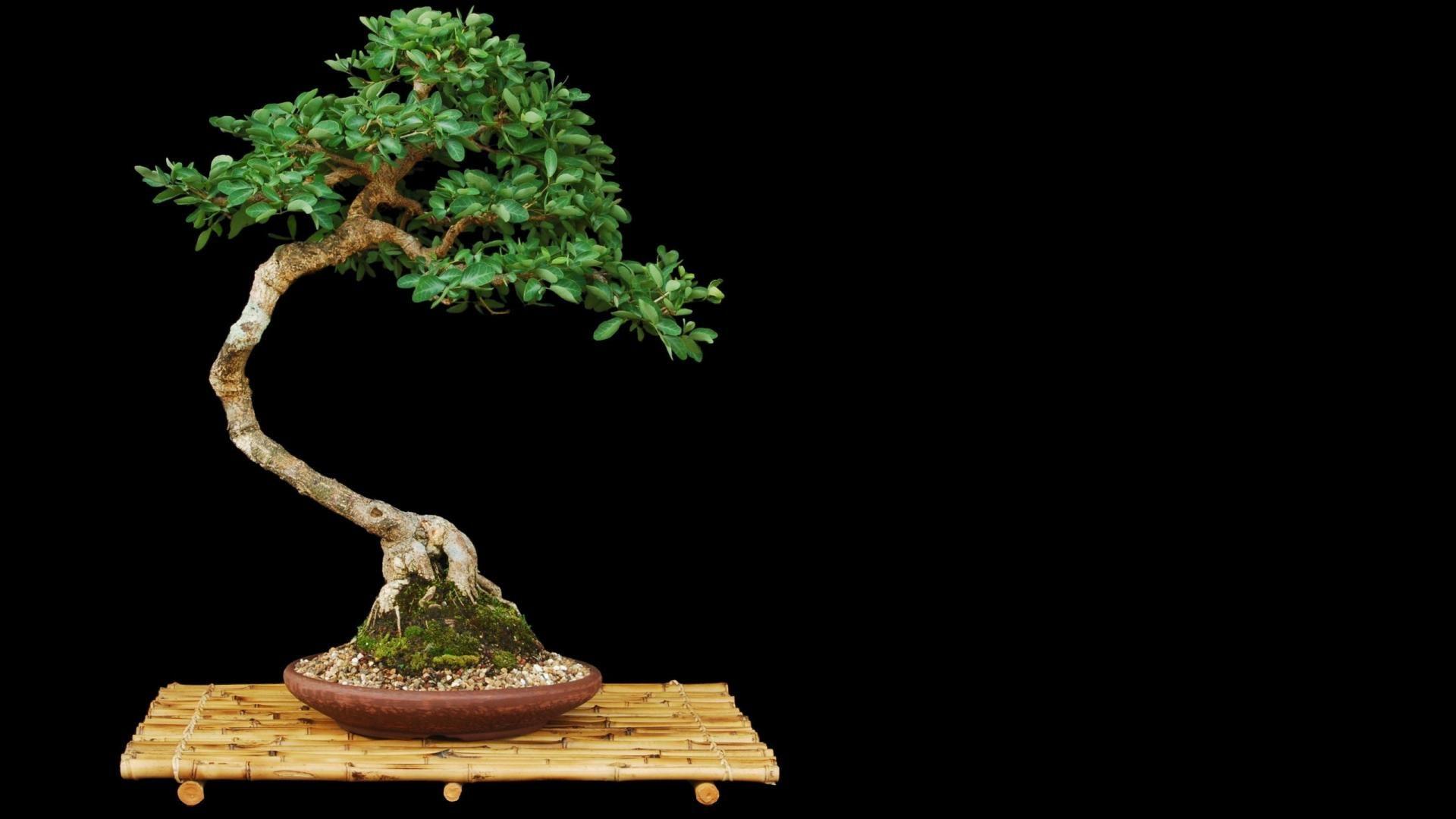 Bonsai Desktop Wallpapers - Top Free Bonsai Desktop Backgrounds ...