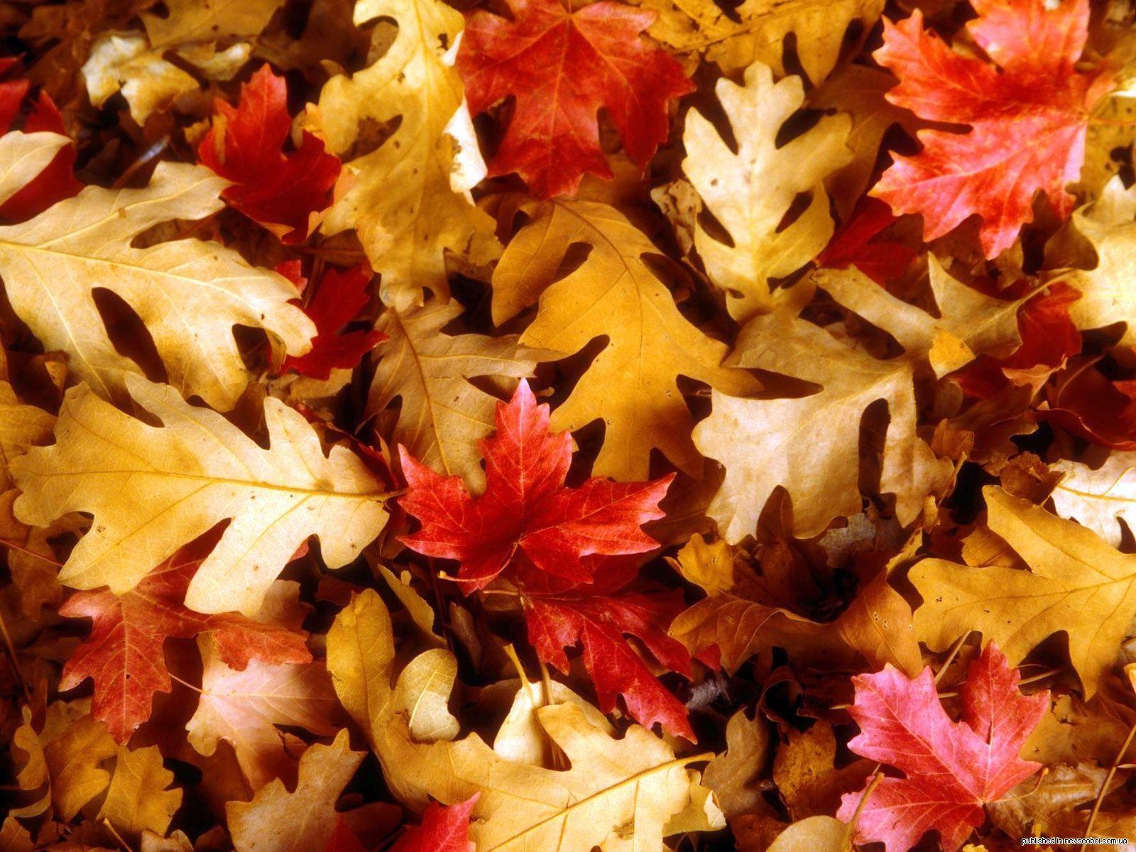 Colorful Autumn Fall Wallpapers - Top Free Colorful Autumn Fall ...