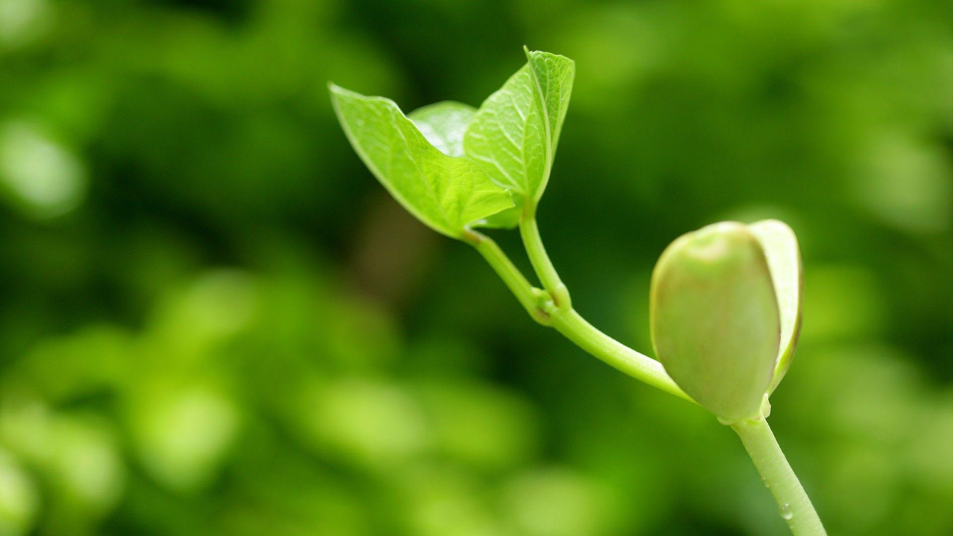 Growing Plant Wallpapers - Top Free Growing Plant Backgrounds ...