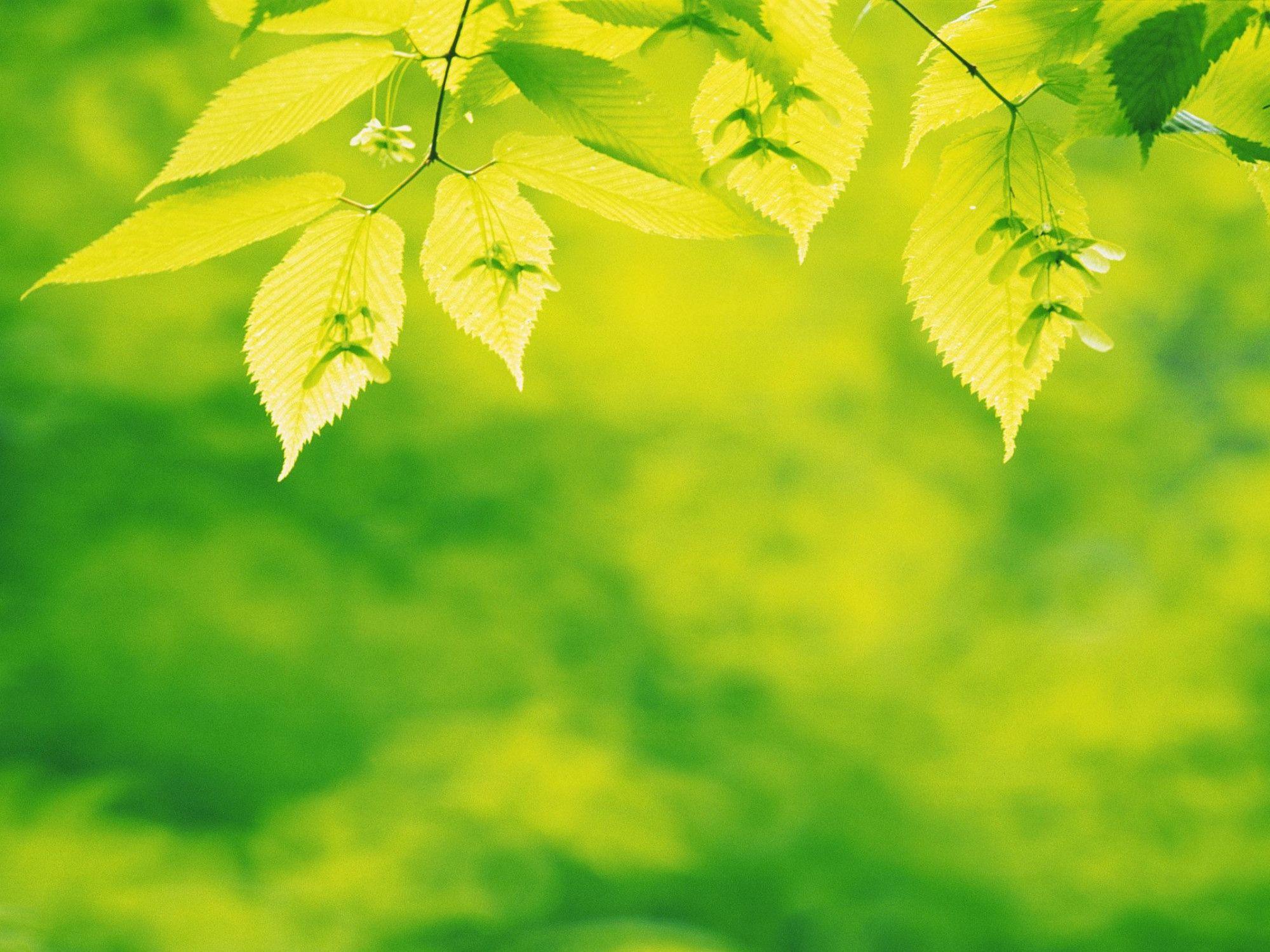 Light Green Nature Wallpapers - Top Free Light Green Nature Backgrounds ...