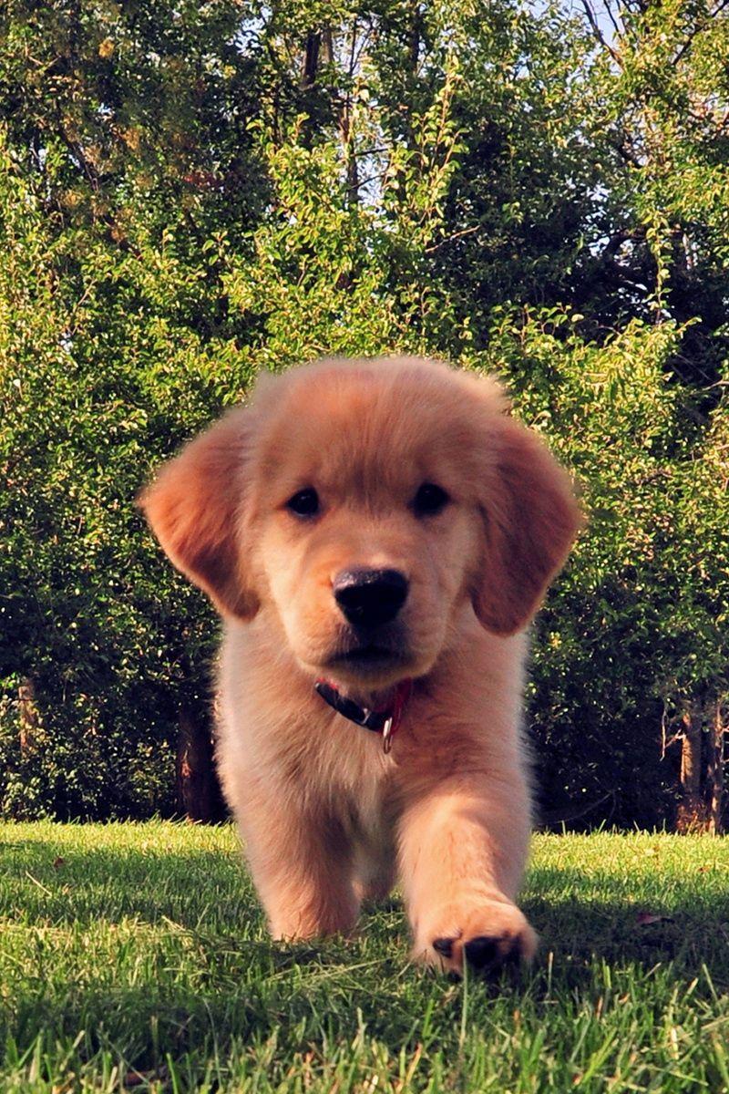 Summer Puppy Wallpapers - Top Free Summer Puppy Backgrounds ...