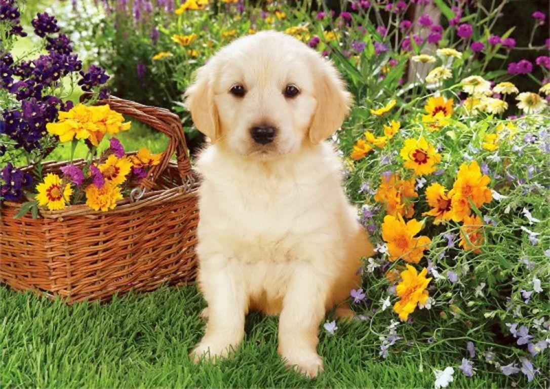 Cute Summer Puppy Wallpapers - Top Free Cute Summer Puppy Backgrounds ...