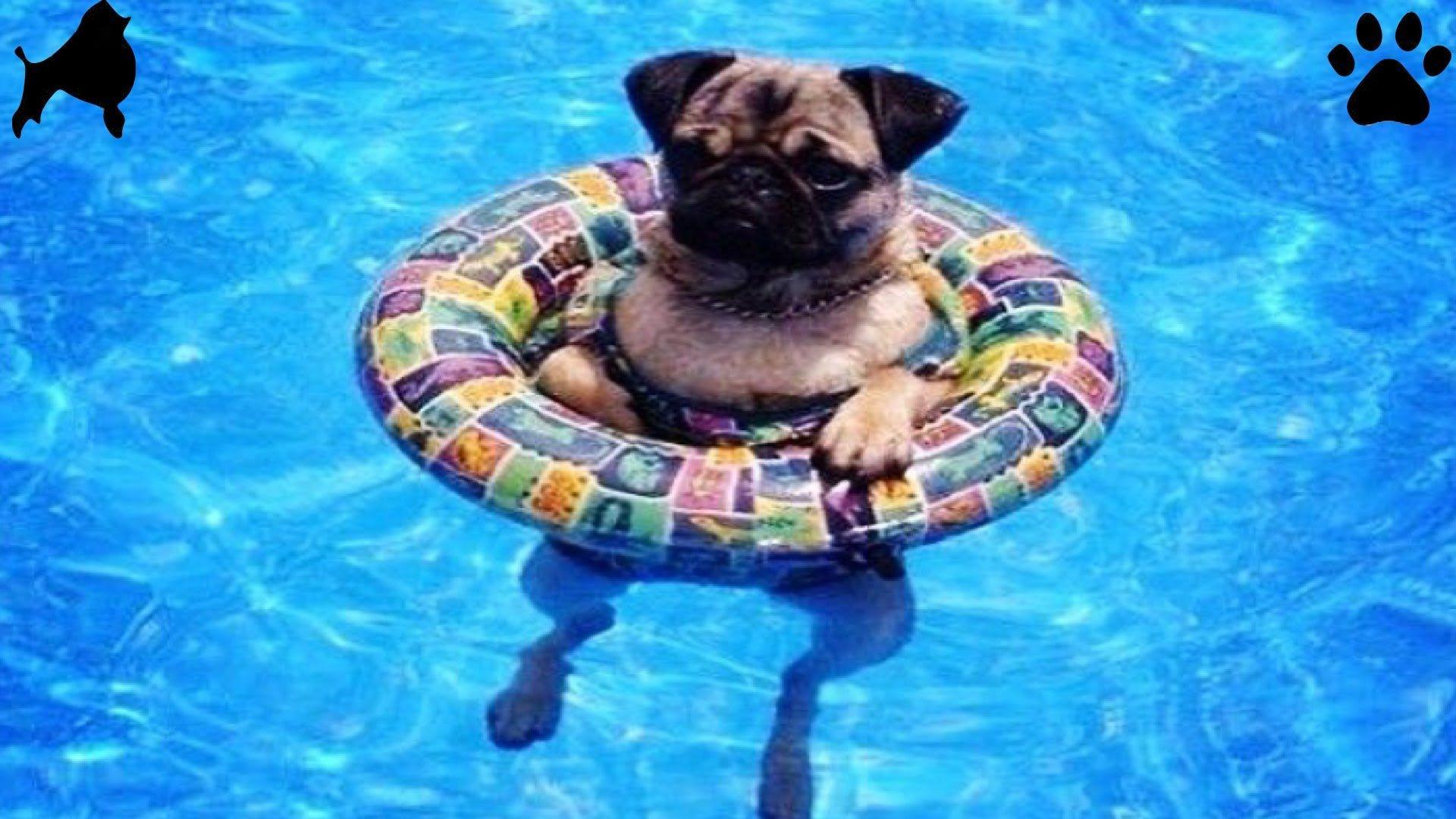 Cute Summer Puppy Wallpapers - Top Free Cute Summer Puppy Backgrounds ...