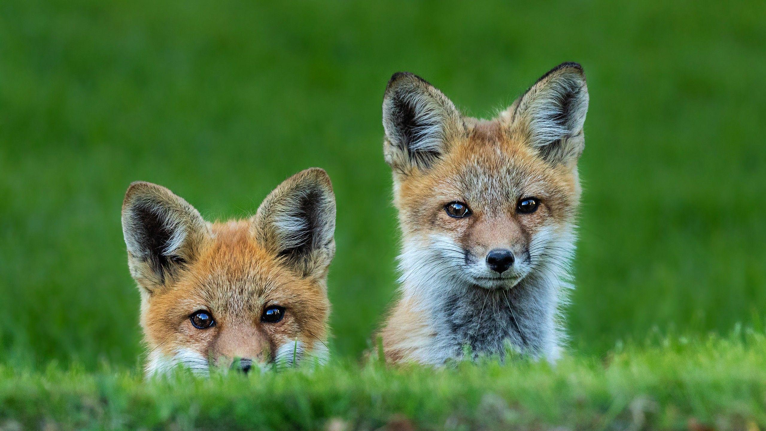 Cute Fox Desktop Wallpapers - Top Free Cute Fox Desktop Backgrounds ...