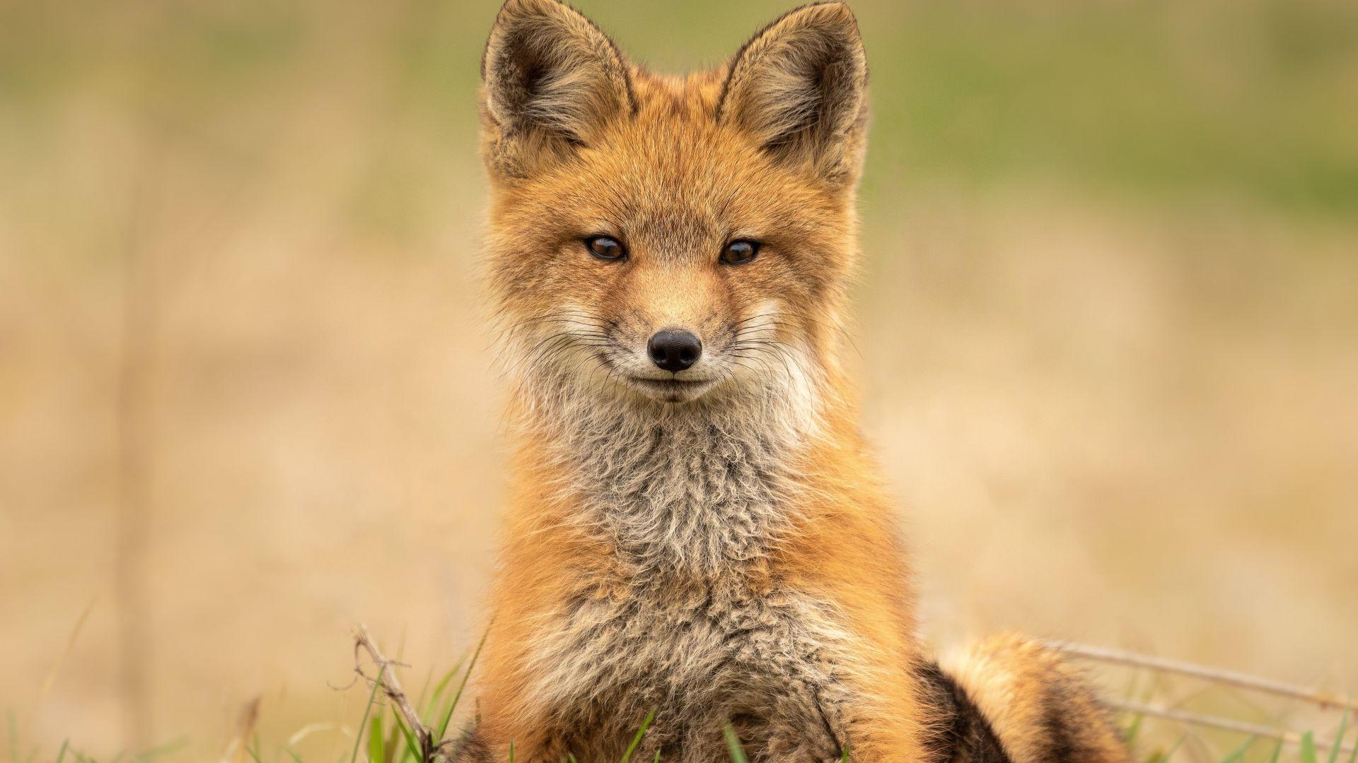 Cute Fox Desktop Wallpapers - Top Free Cute Fox Desktop Backgrounds ...