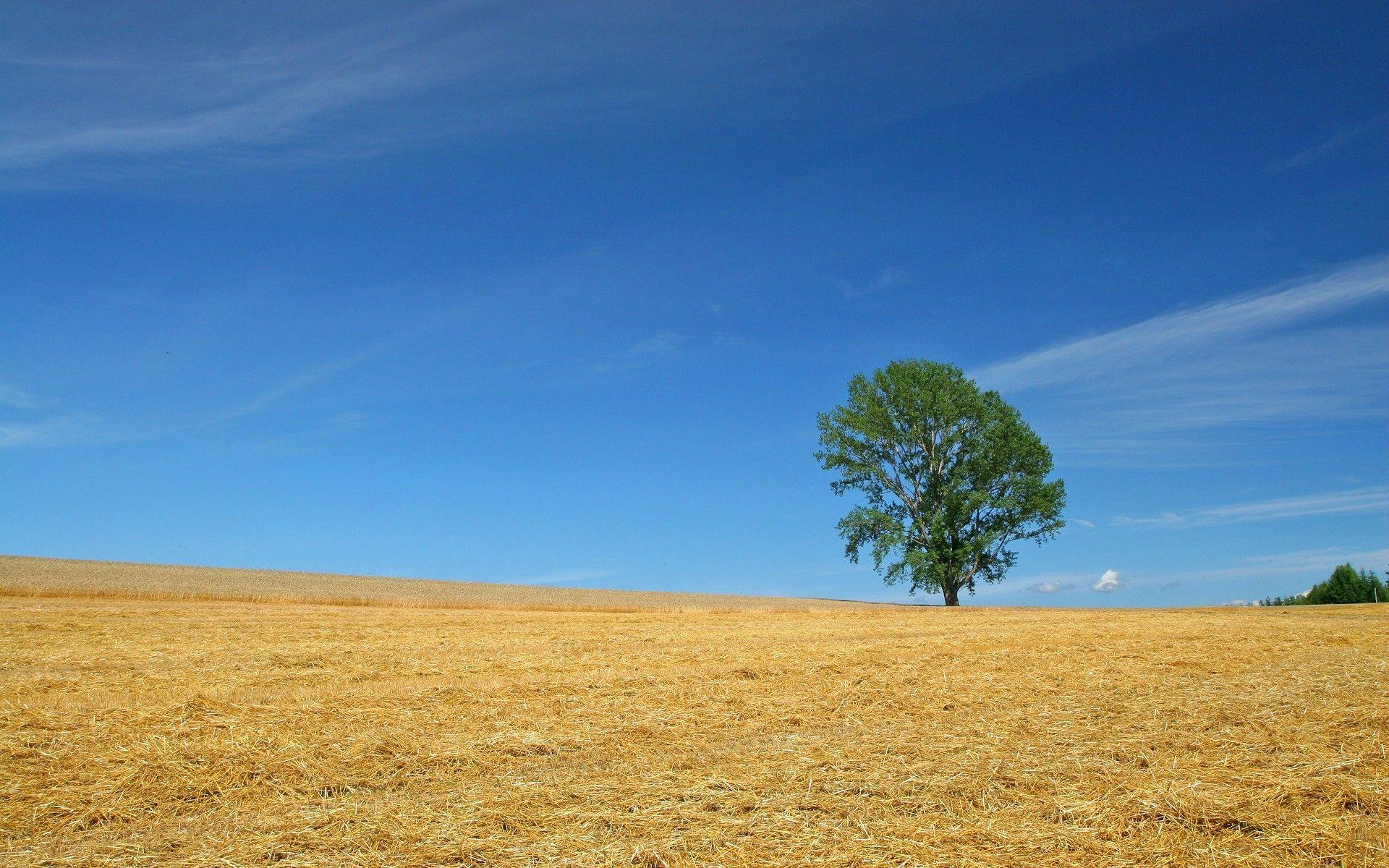 Field Sky Wallpapers - Top Free Field Sky Backgrounds - WallpaperAccess