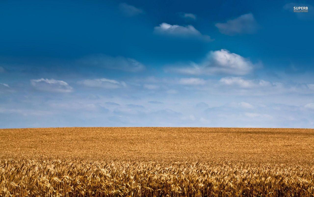 Field Sky Wallpapers - Top Free Field Sky Backgrounds - WallpaperAccess