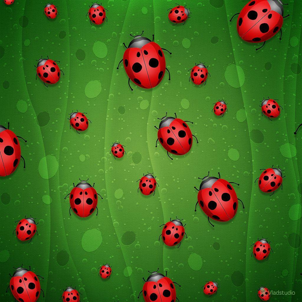 Ladybird Wallpapers - Top Free Ladybird Backgrounds - WallpaperAccess