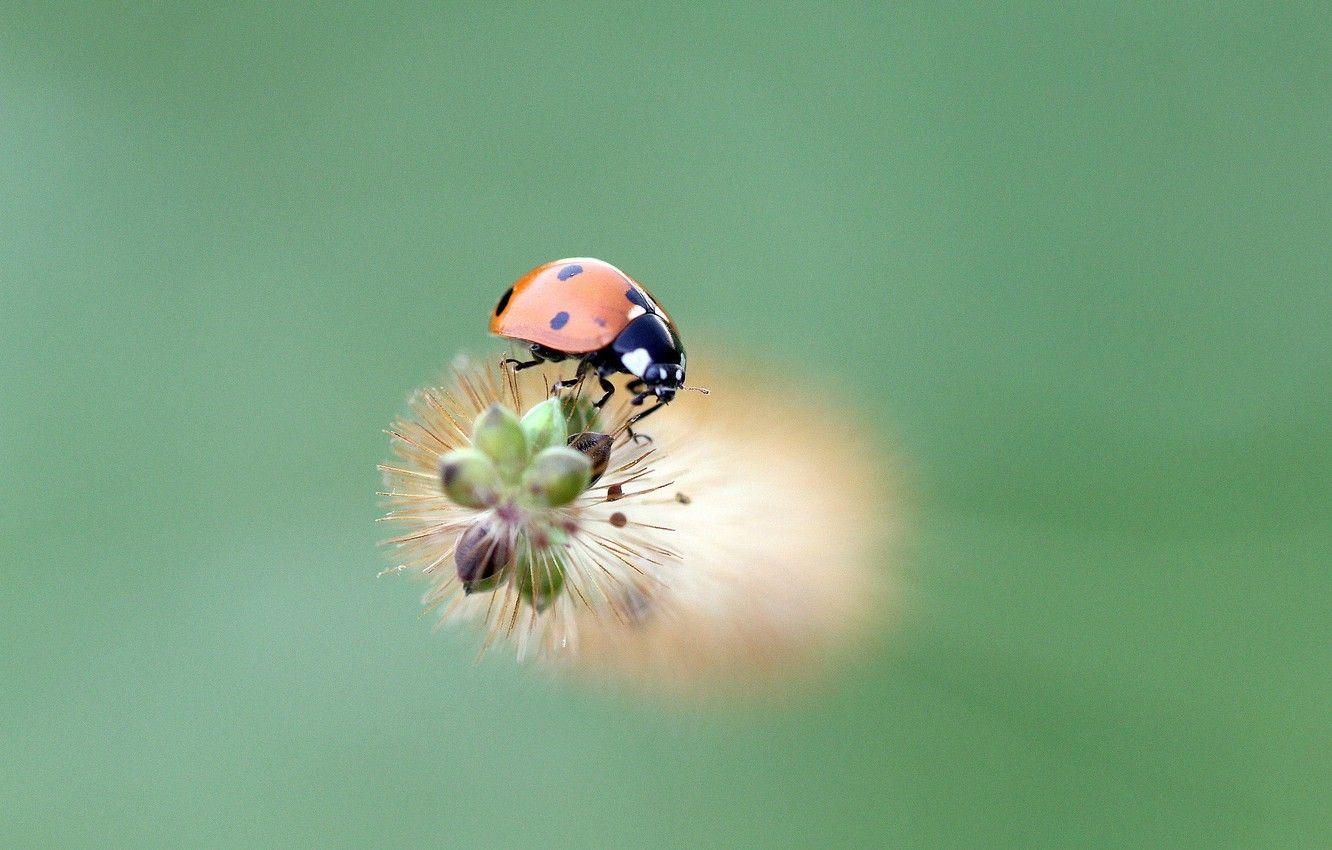 Ladybird Wallpapers - Top Free Ladybird Backgrounds - WallpaperAccess